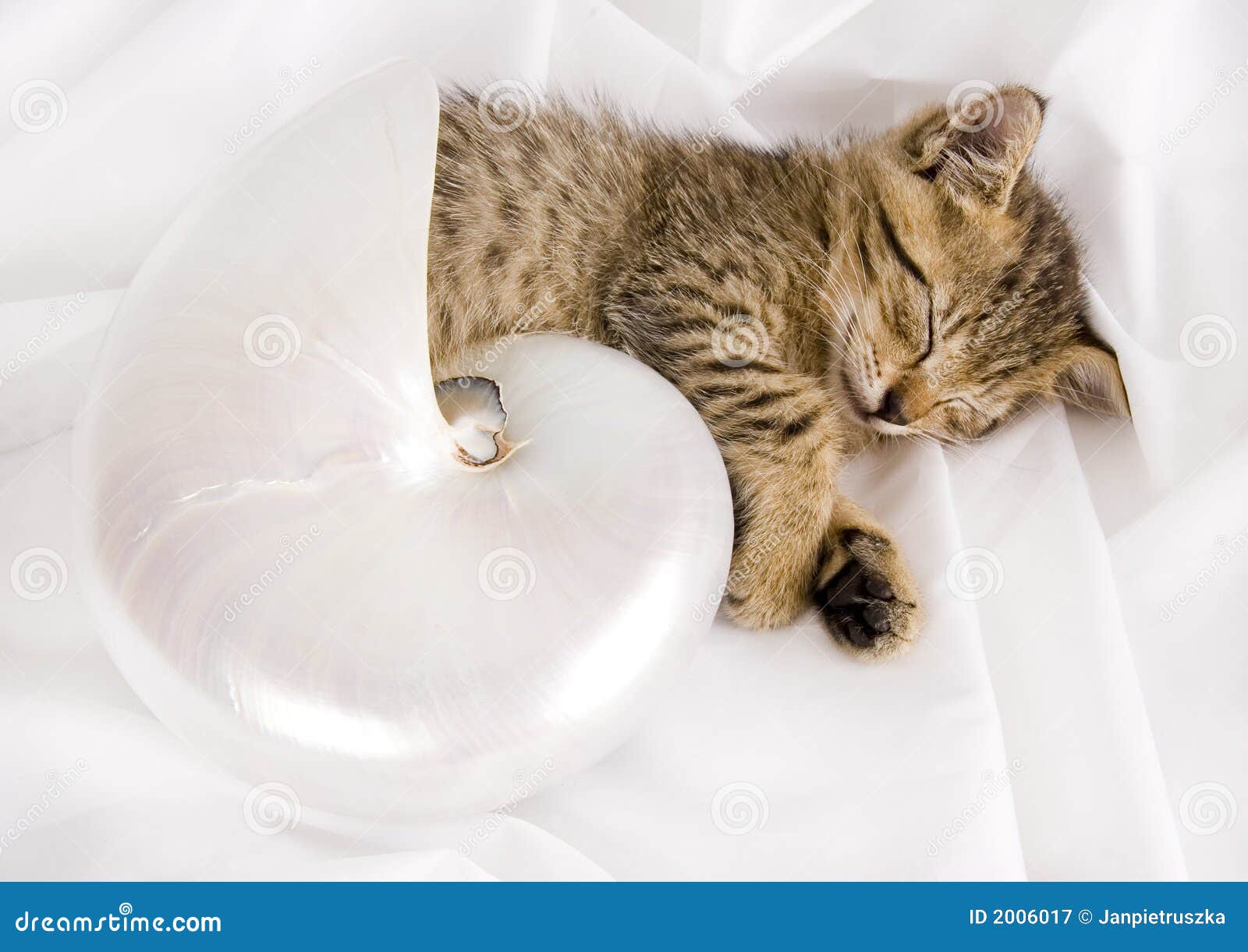 Sleepy cat stock image. Image of felis, cats, claws, kitten - 2006017