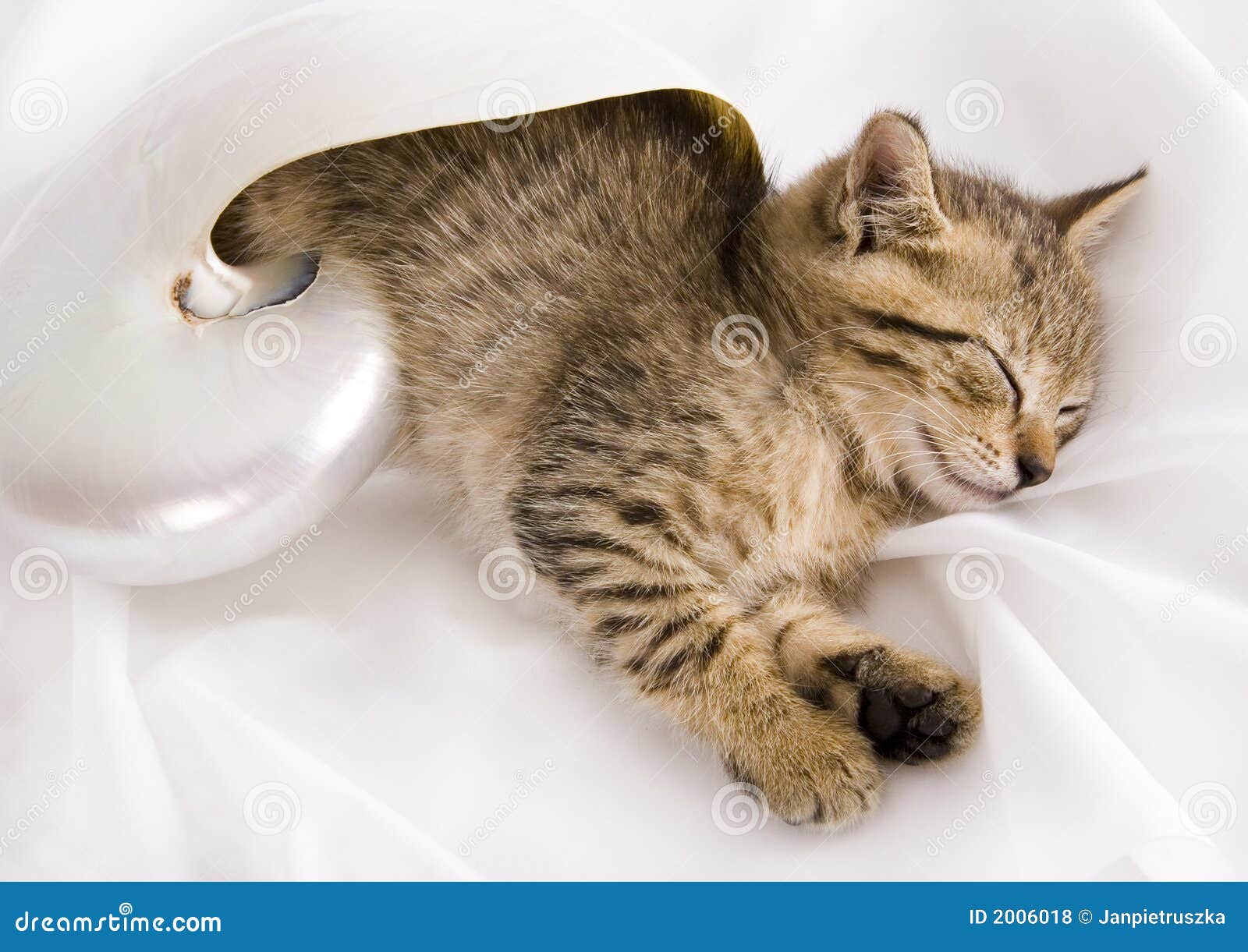 Sleepy cat stock photo. Image of tail, silvestris, mammal - 2006018