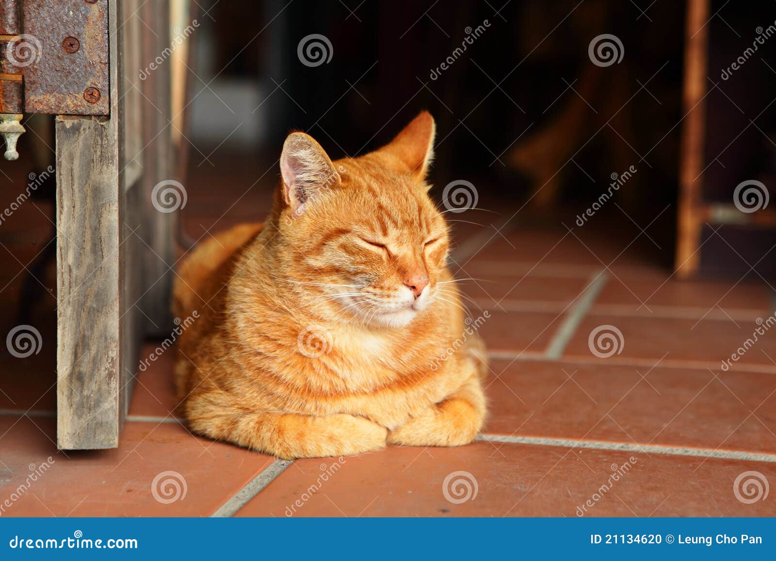 Sleepy cat stock photo. Image of camera, breed, isolated - 21134620