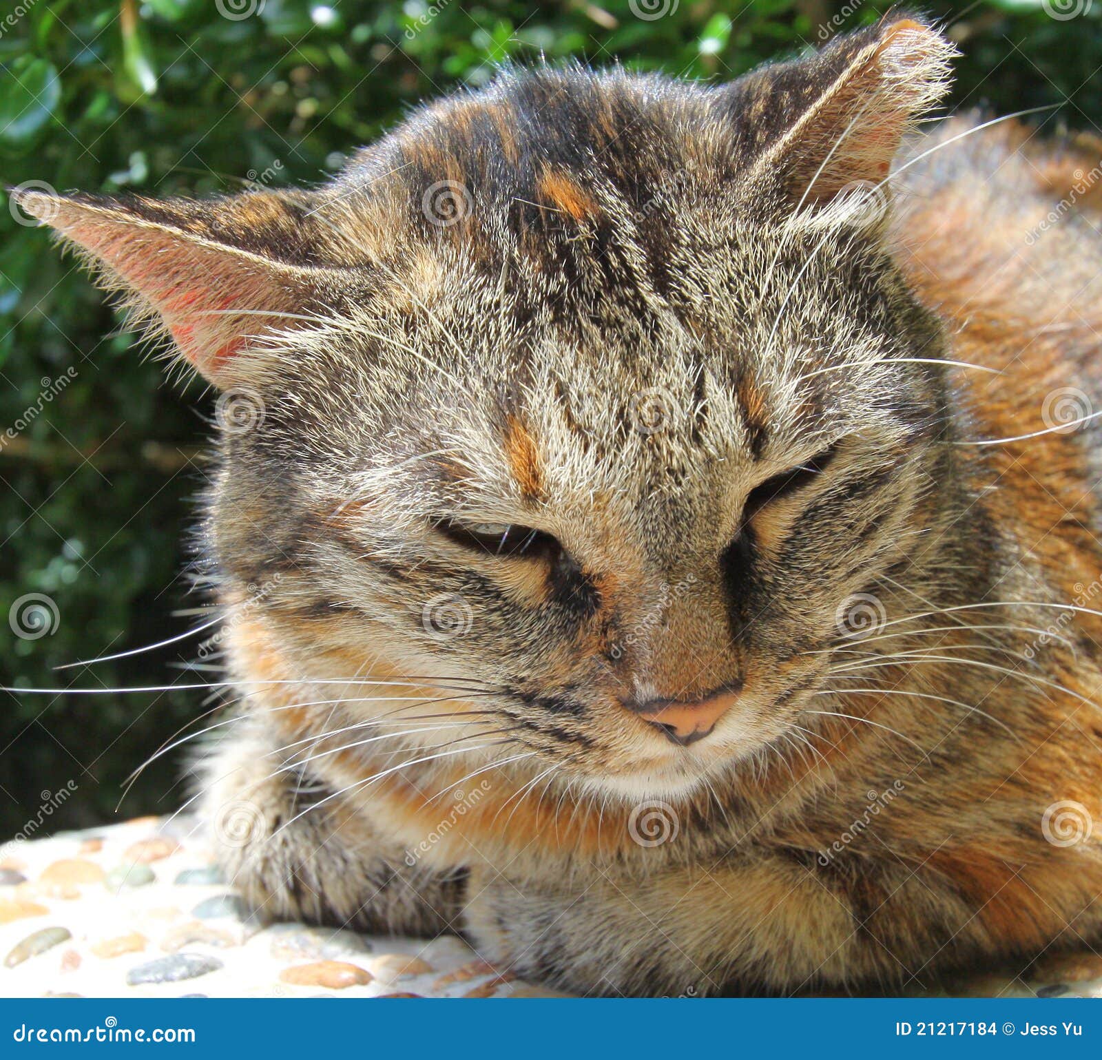 Sleepy cat stock photo. Image of ground, domestic, breed - 21217184