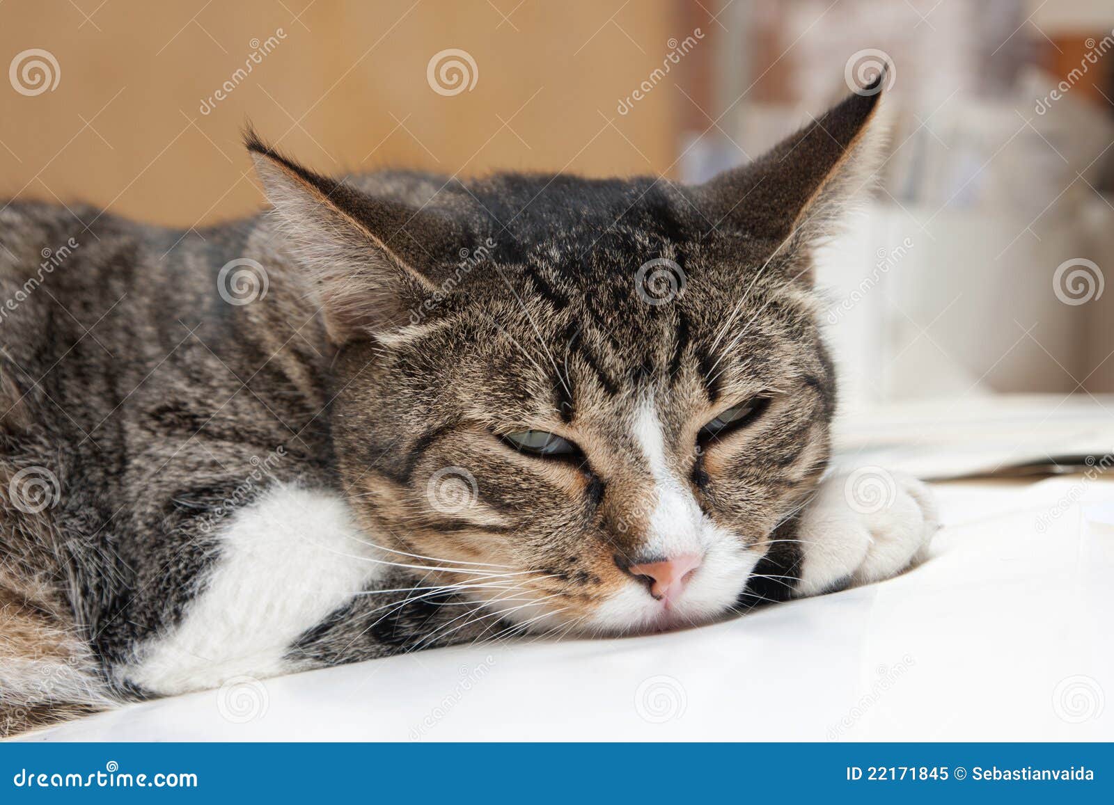 Sleepy cat stock image. Image of feline, portrait, look - 22171845