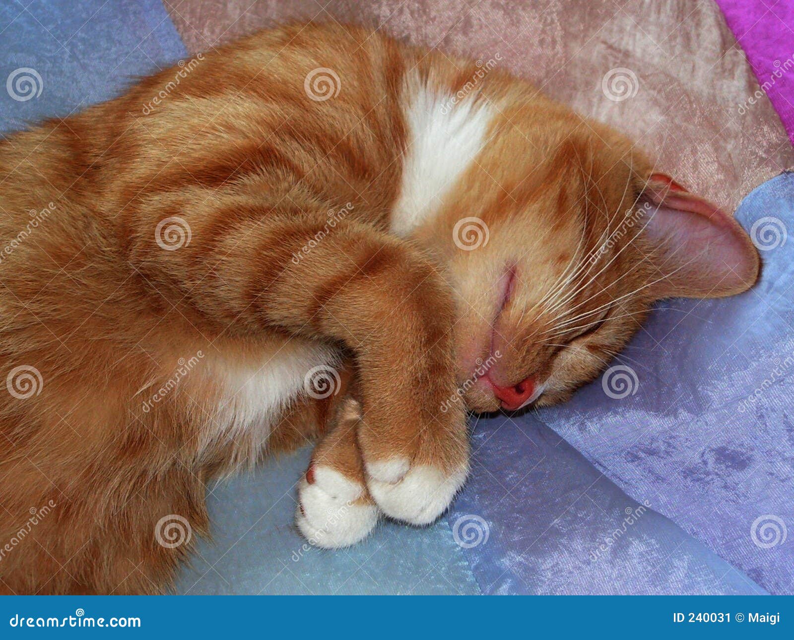 Sleepy cat stock image. Image of white, whiskers, rest - 240031