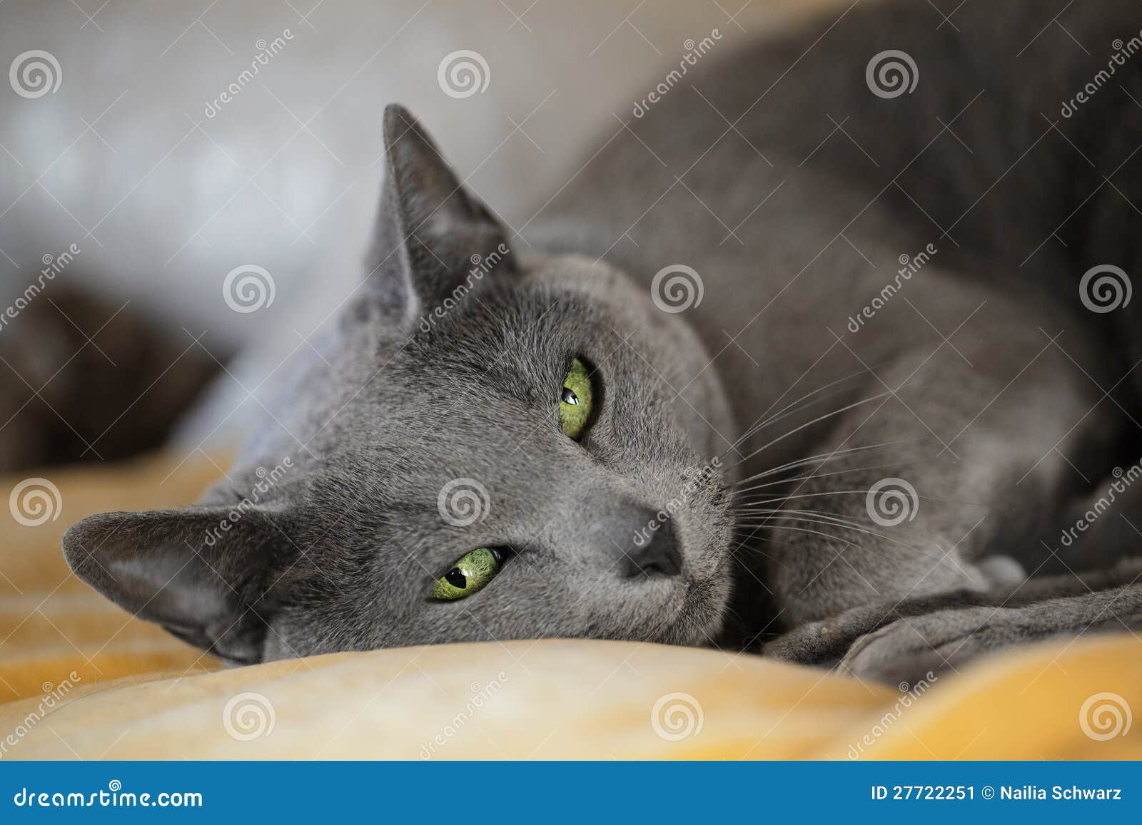 Sleepy Cat stock image. Image of yawning, true, sleeping - 27722251