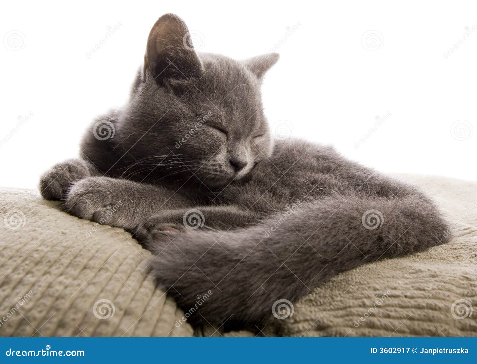 Sleepy cat stock image. Image of beautiful, british, animal - 3602917
