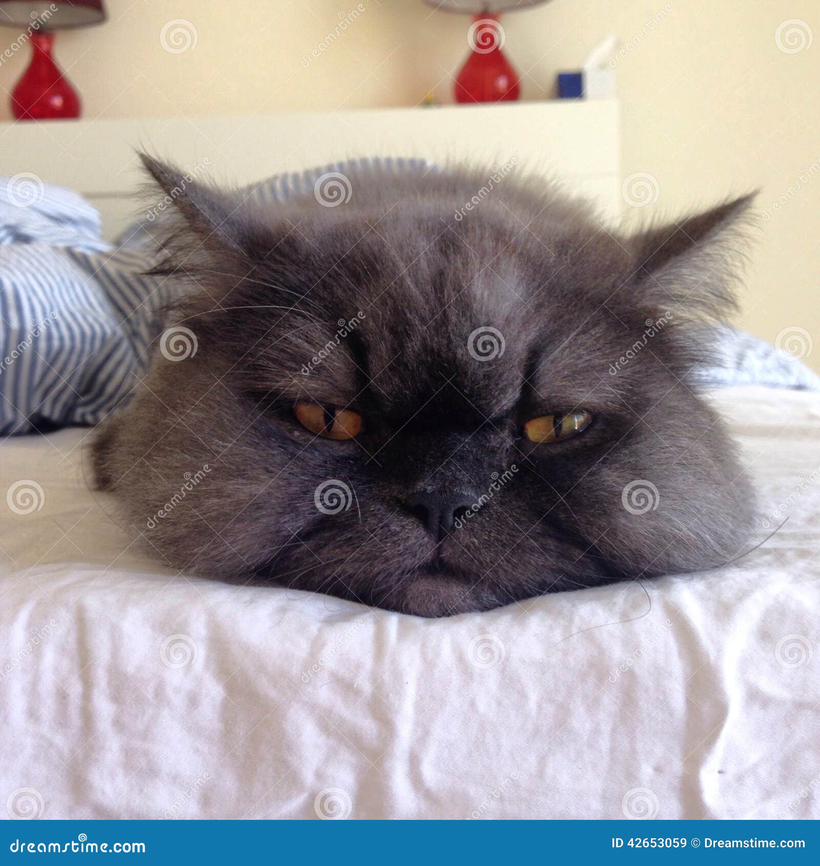 Sleepy cat editorial stock image. Image of sleepy, funny - 42653059