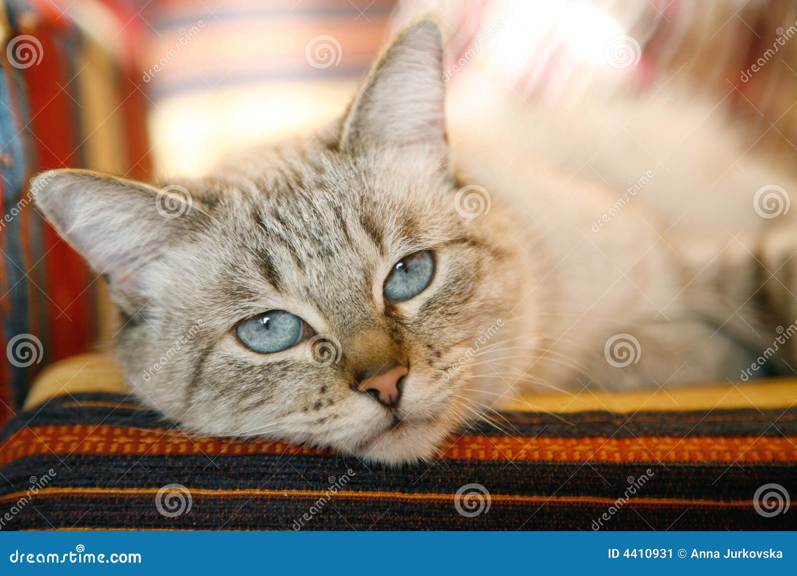 Sleepy cat stock image. Image of beautiful, relaxed, home - 4410931