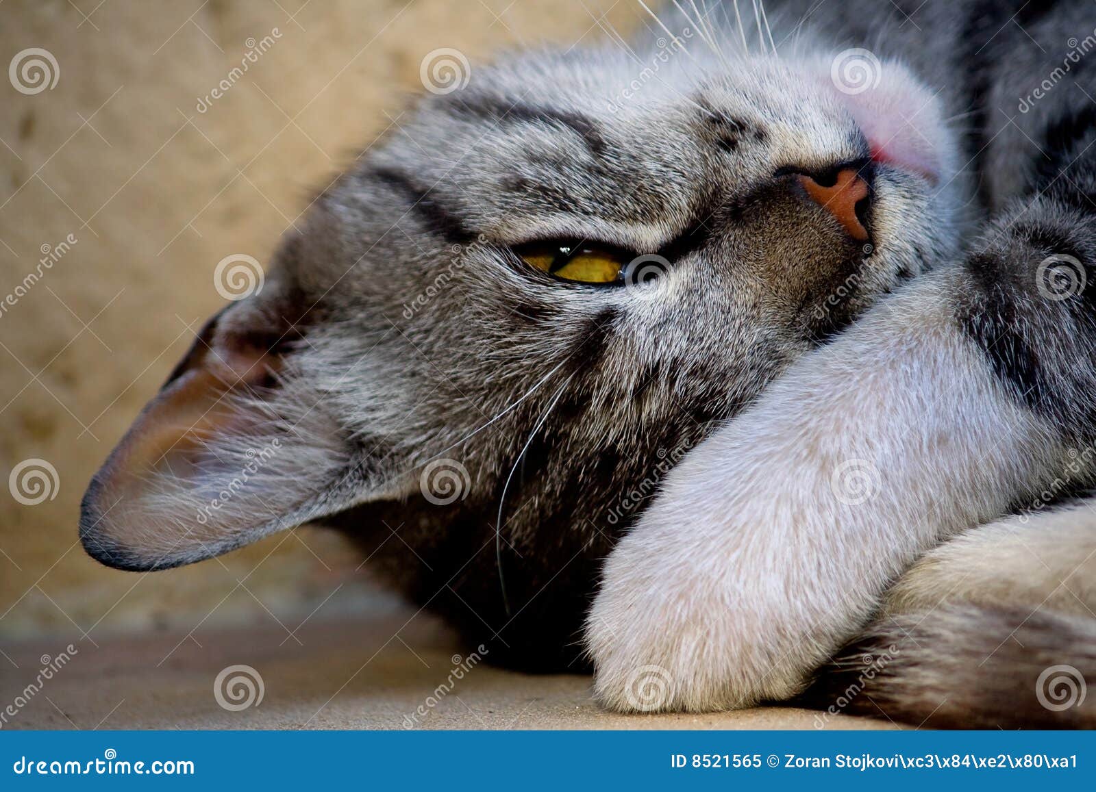 Sleepy cat stock image. Image of kittycat, relaxation - 8521565