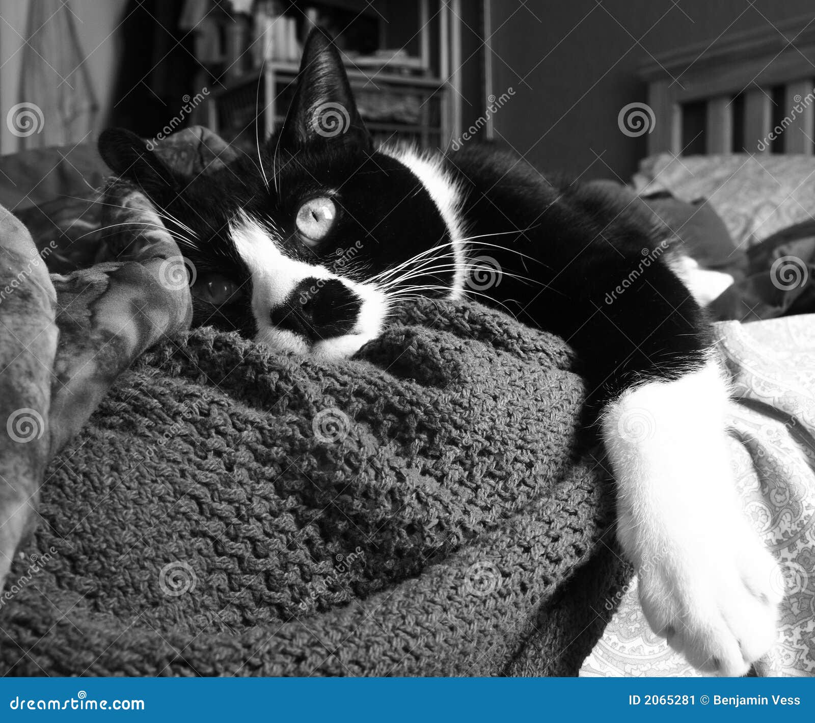 Sleepy Cat Awake stock image. Image of white, animal, domestic - 2065281