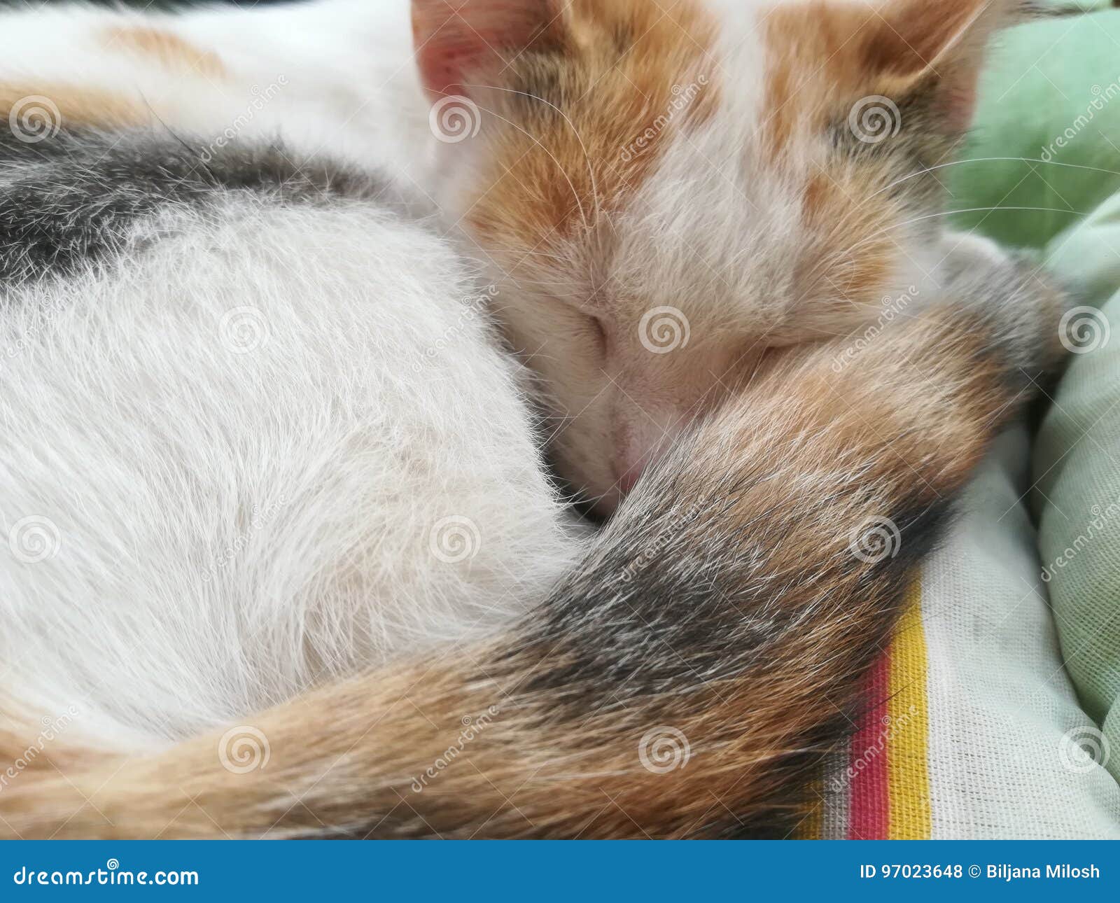 Sleepy stock photo. Image of dreaming, animal, sleepy - 97023648