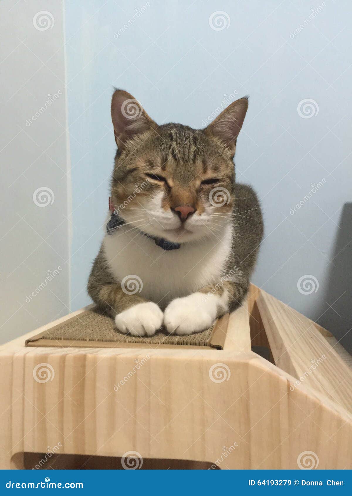 Sleepy cat stock image. Image of sleep, sleepy, cute - 64193279