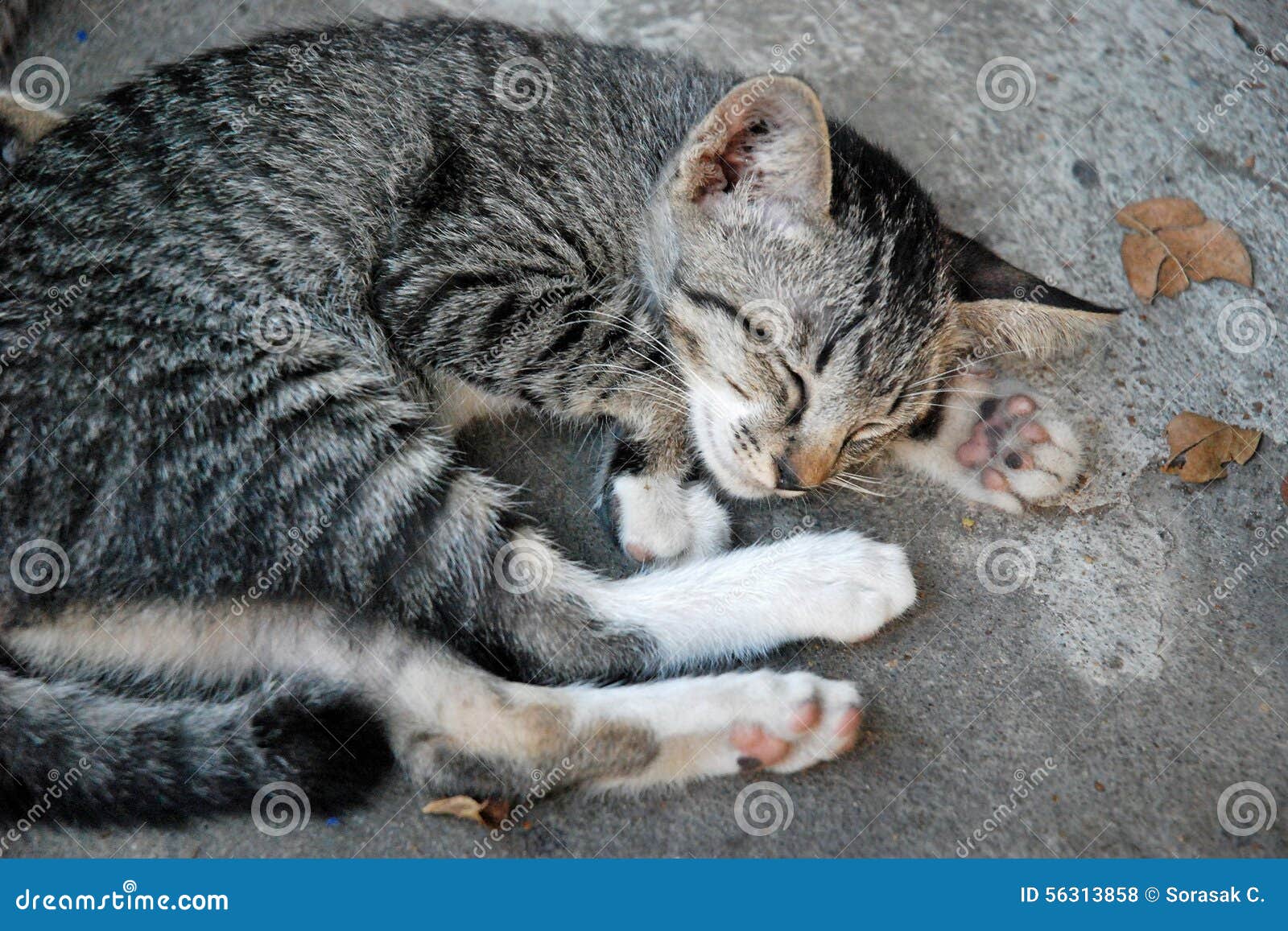 Sleepy Cat stock photo. Image of sleeping, sleep, gray - 56313858