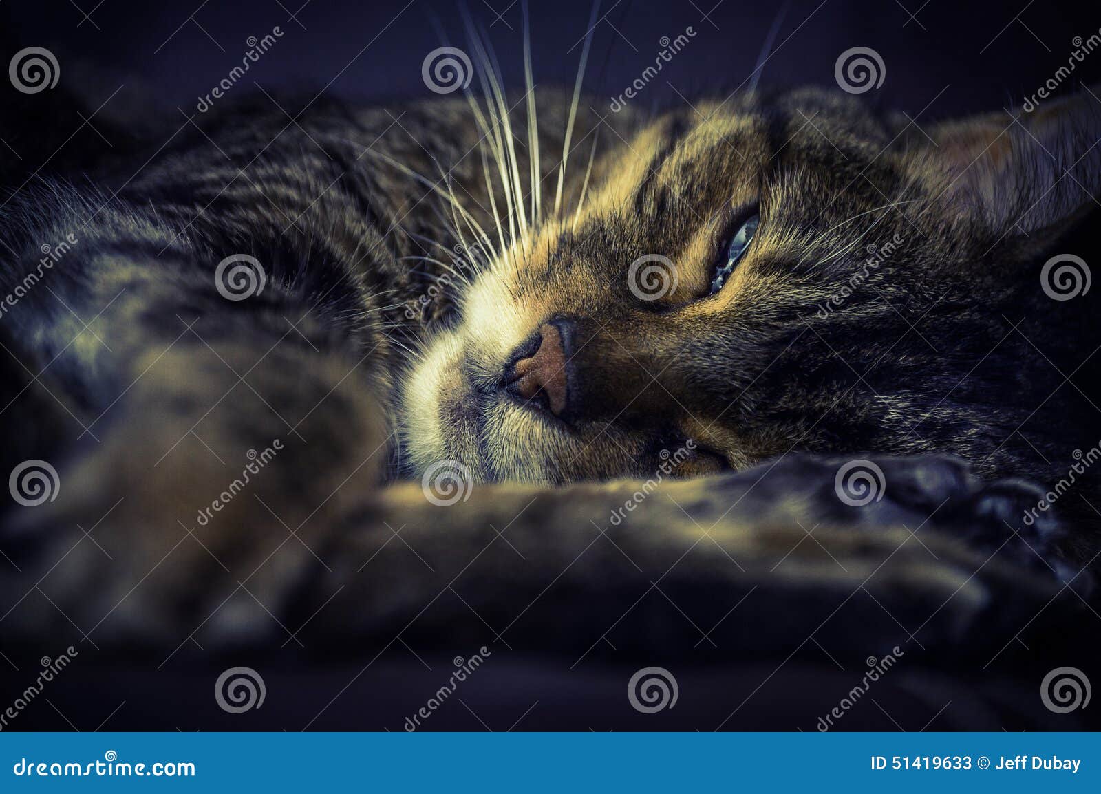 Half Asleep Cat Stock Photos - Free & Royalty-Free Stock Photos from ...