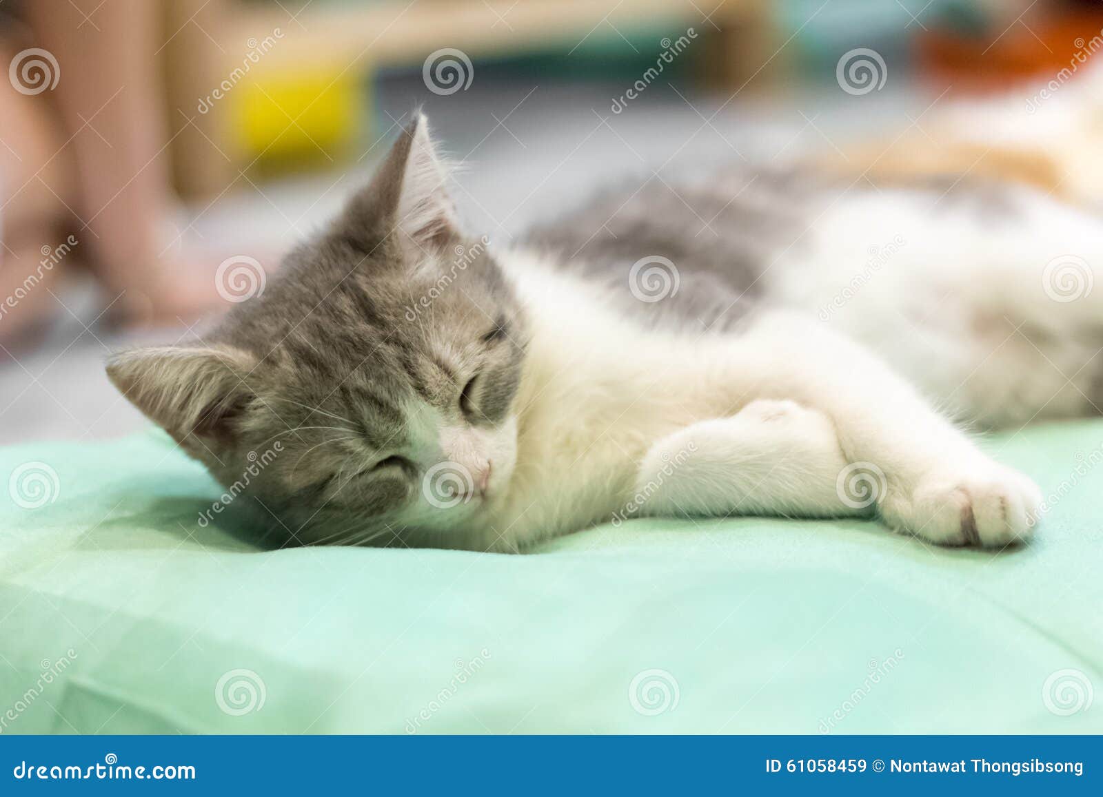 Sleepy cat stock image. Image of eyes, brown, playing - 61058459