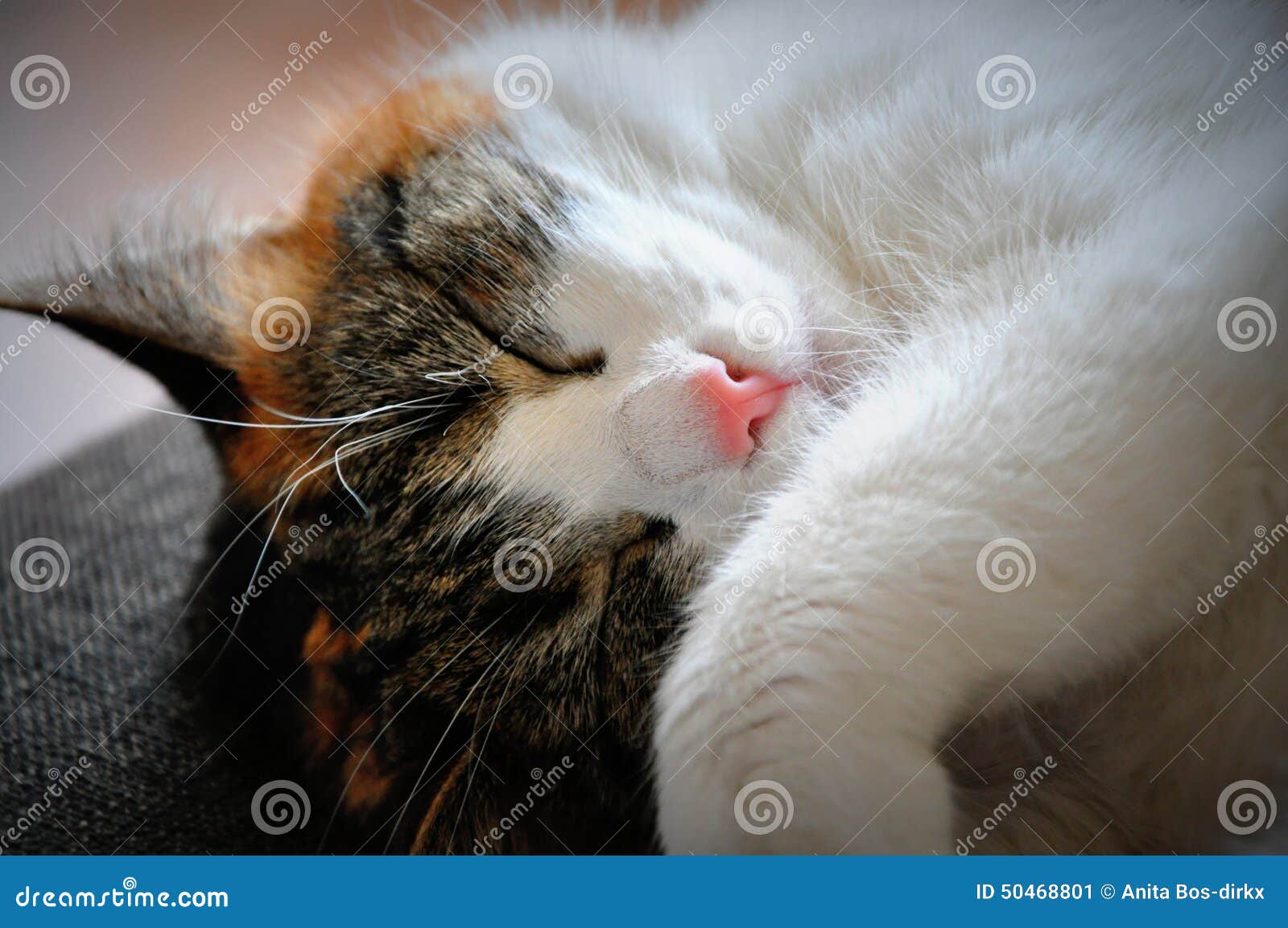 Sleepy cat stock image. Image of white, sweet, sleepy - 50468801