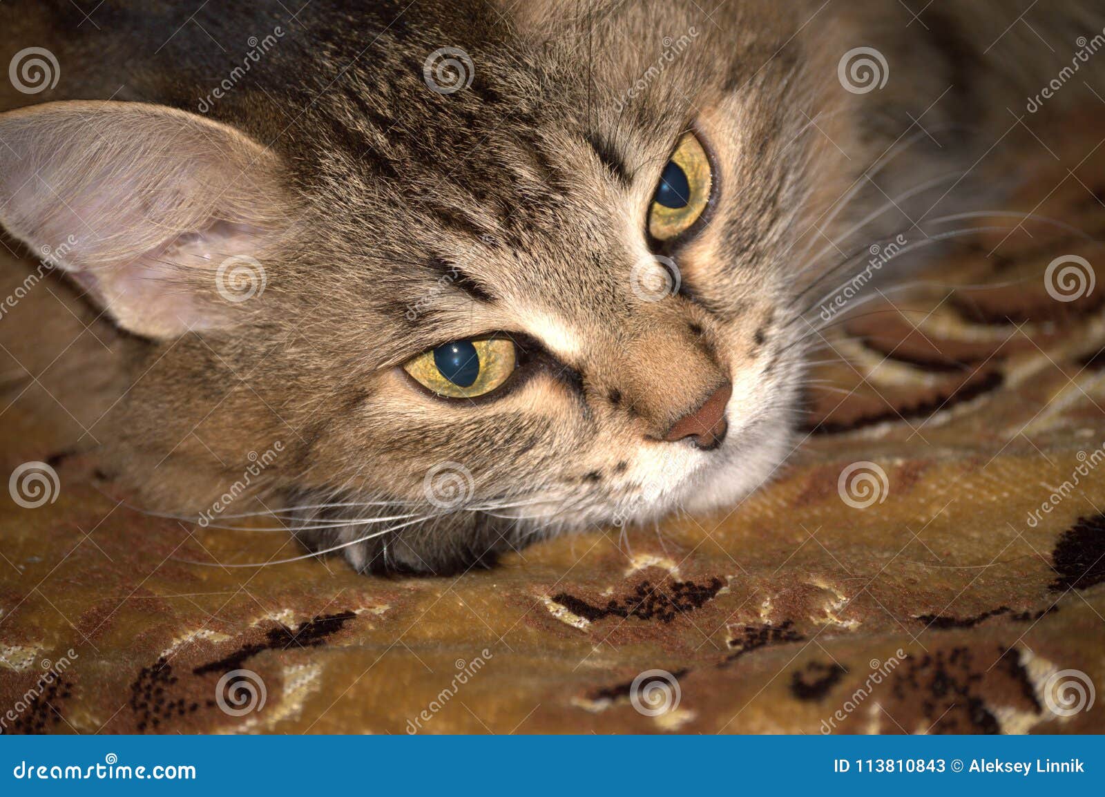 Sleepy cat look stock image. Image of sprout, eyes, small - 113810843