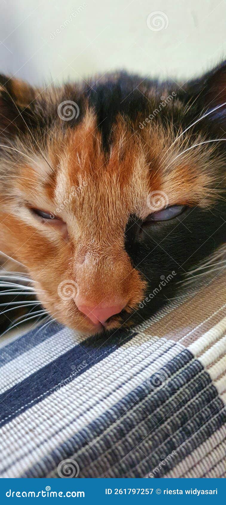 Sleepy cat stock image. Image of sleepy, face, nose - 261797257