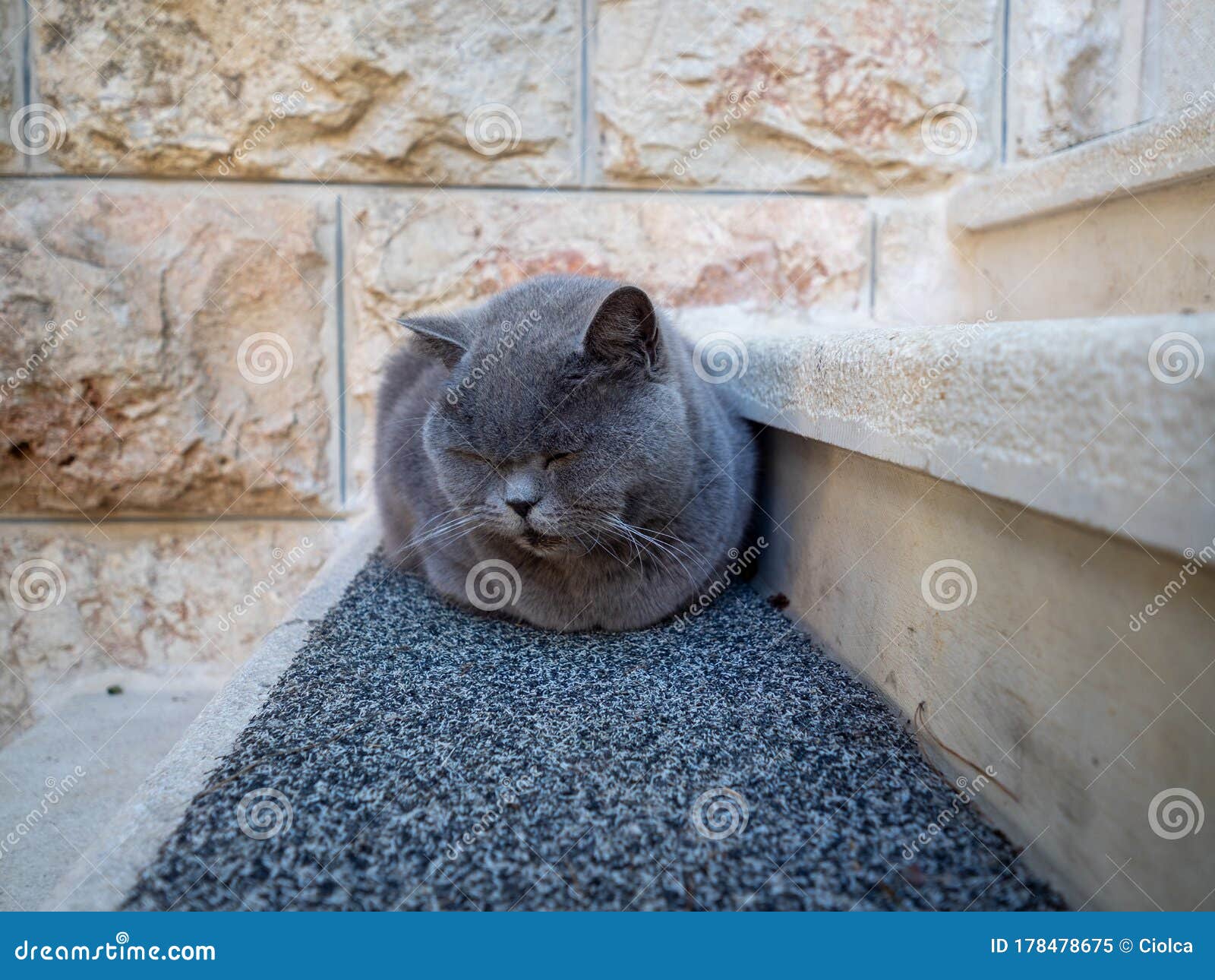 Sleepy grey cat outside stock image. Image of yellow - 178478675