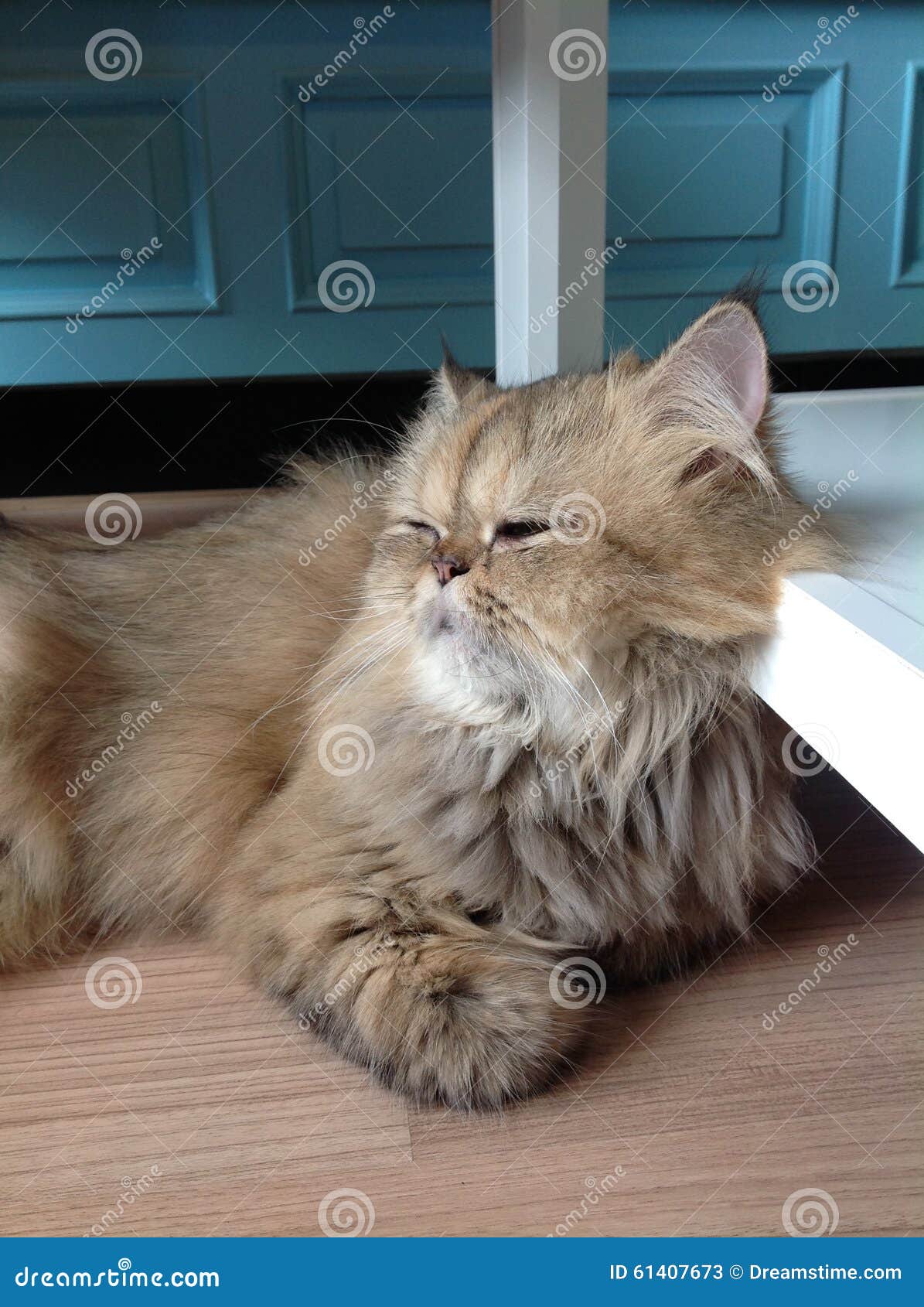 Sleepy cat stock image. Image of thailand, sleepy, relax - 61407673