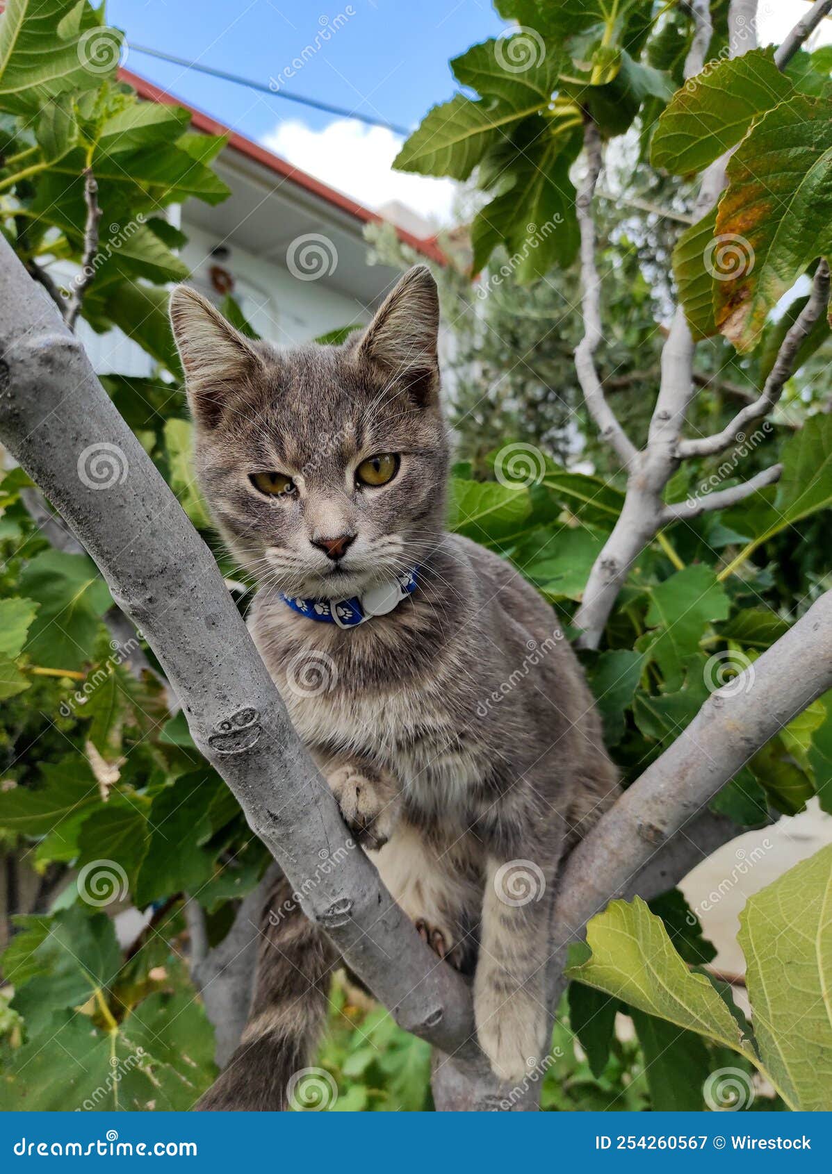 Sleepy Cat on Tree Blinking Stock Image - Image of sitting, kitty ...
