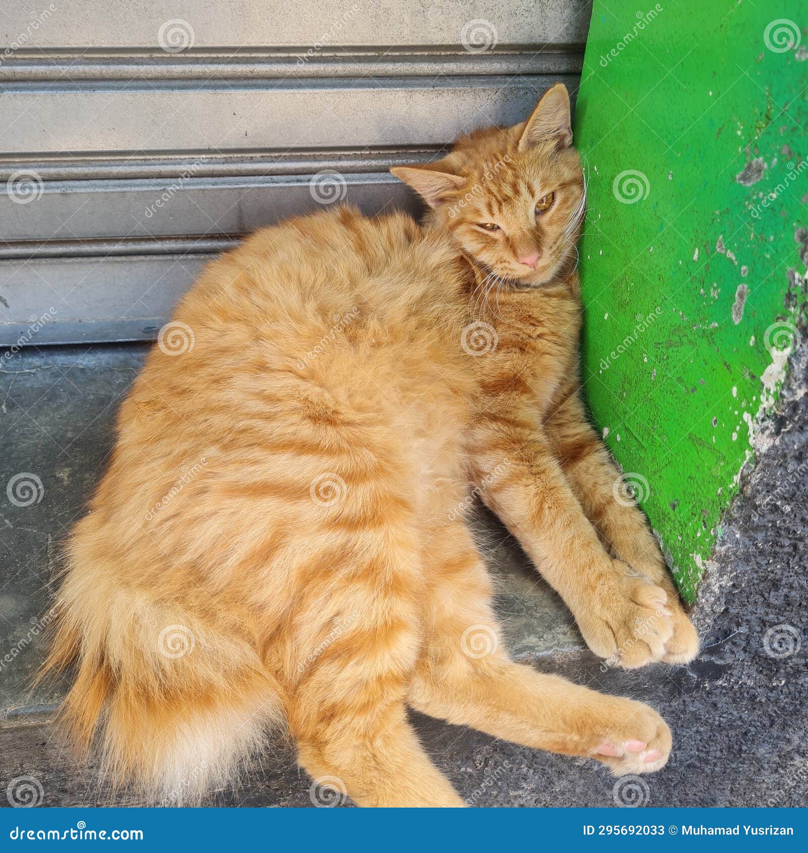 Sleepy Cat beside Wall but Still Staring Stock Image - Image of wall ...