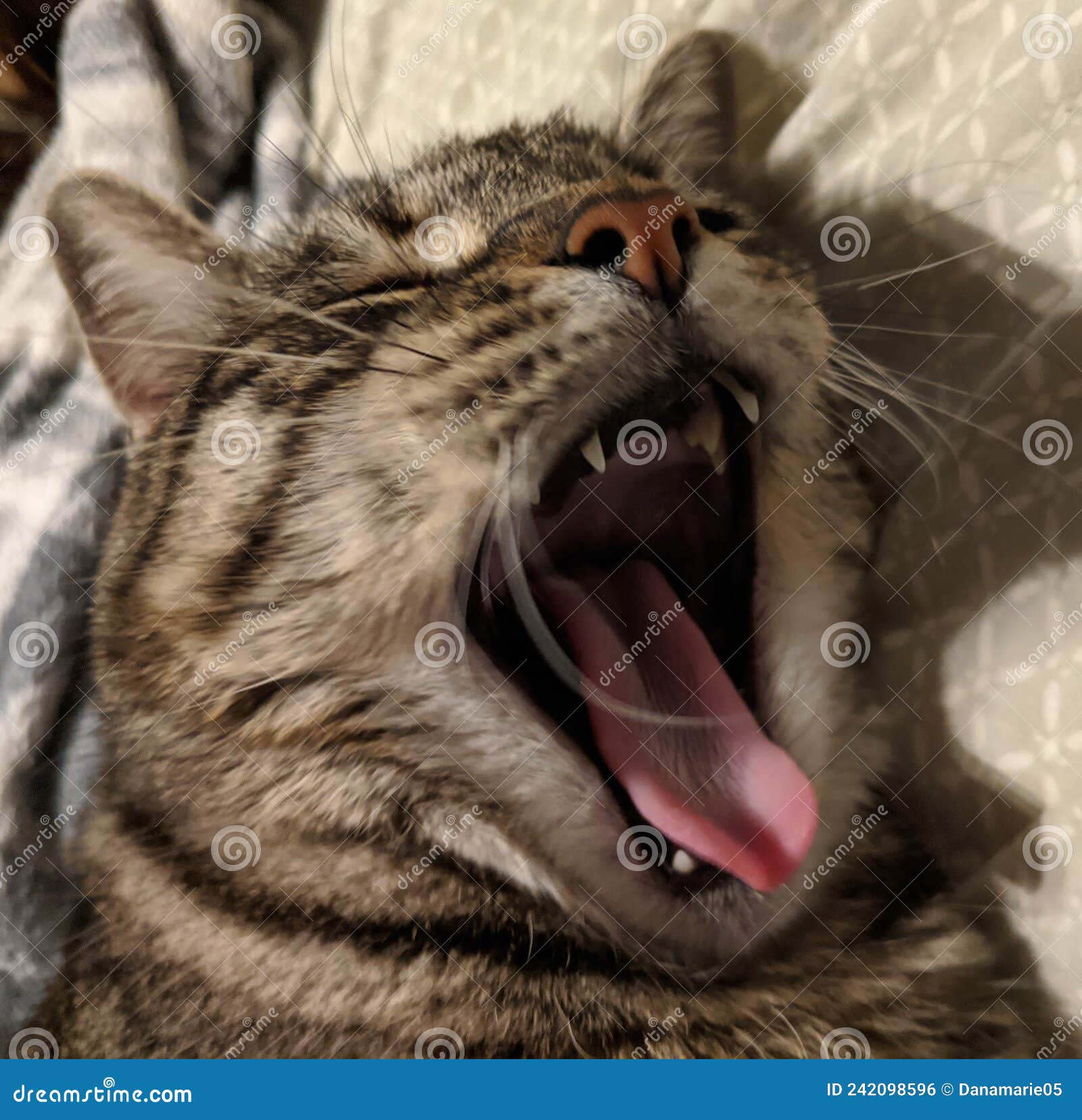 Grey tabby cat yawn stock photo. Image of yawning, yawn - 242098596