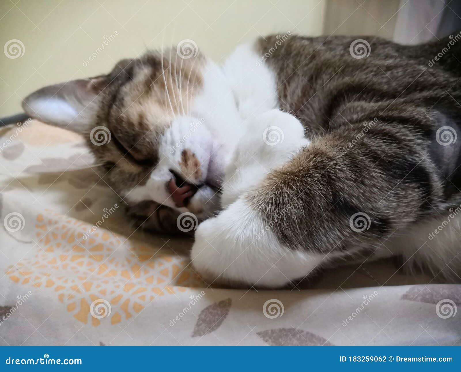 Sleepy cat zz stock photo. Image of sleepy, animal, nose - 183259062
