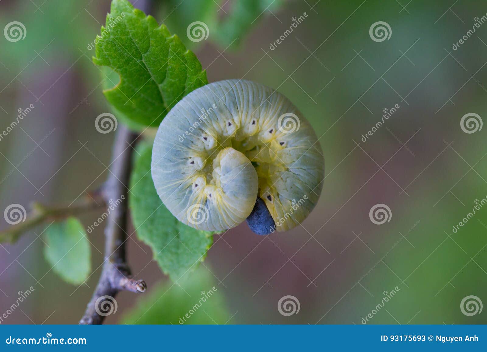 Sleepy caterpillar stock image. Image of closeup, insects - 93175693