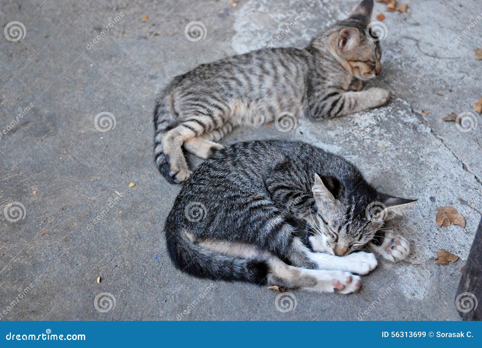 Sleepy Cats stock image. Image of tail, watching, sleepy - 56313699