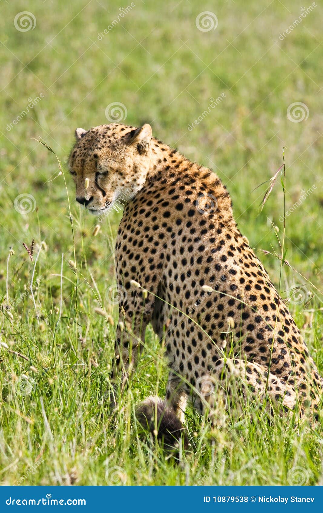 Sleepy Cheetah in the Savannah Stock Photo - Image of green, safari ...
