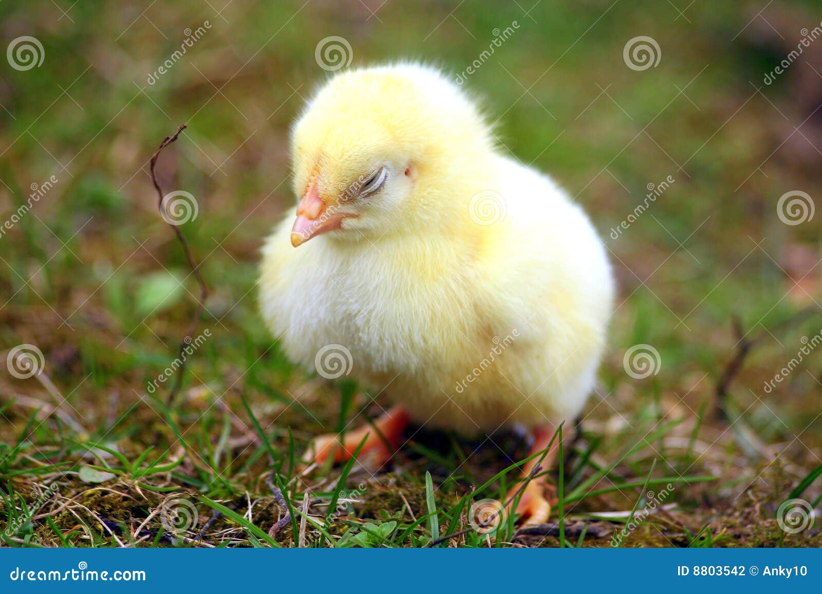 Sleepy Chick stock photo. Image of happy, cozy, protect - 8803542
