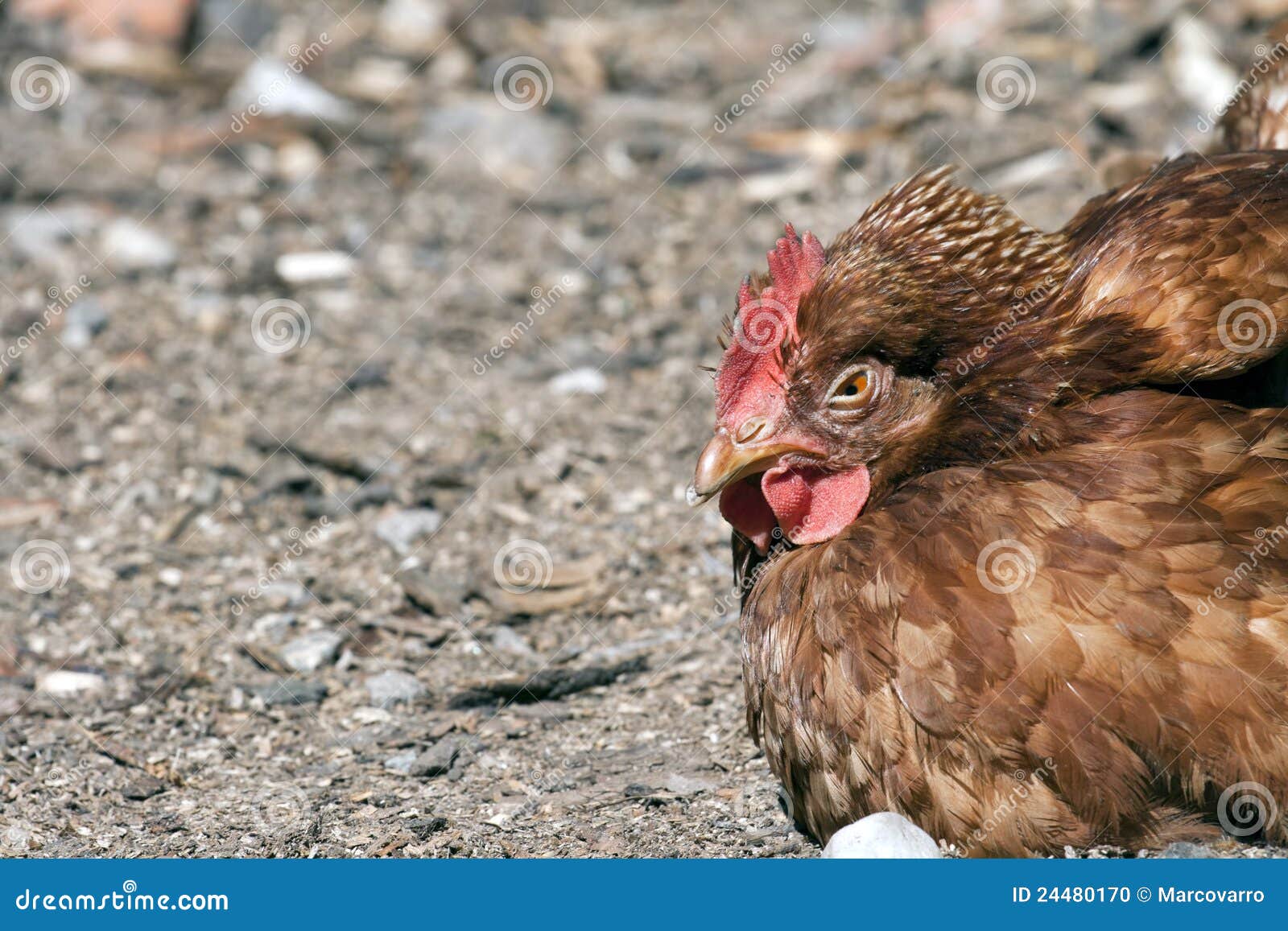 Sleepy chicken stock photo. Image of courtyard, rural - 24480170