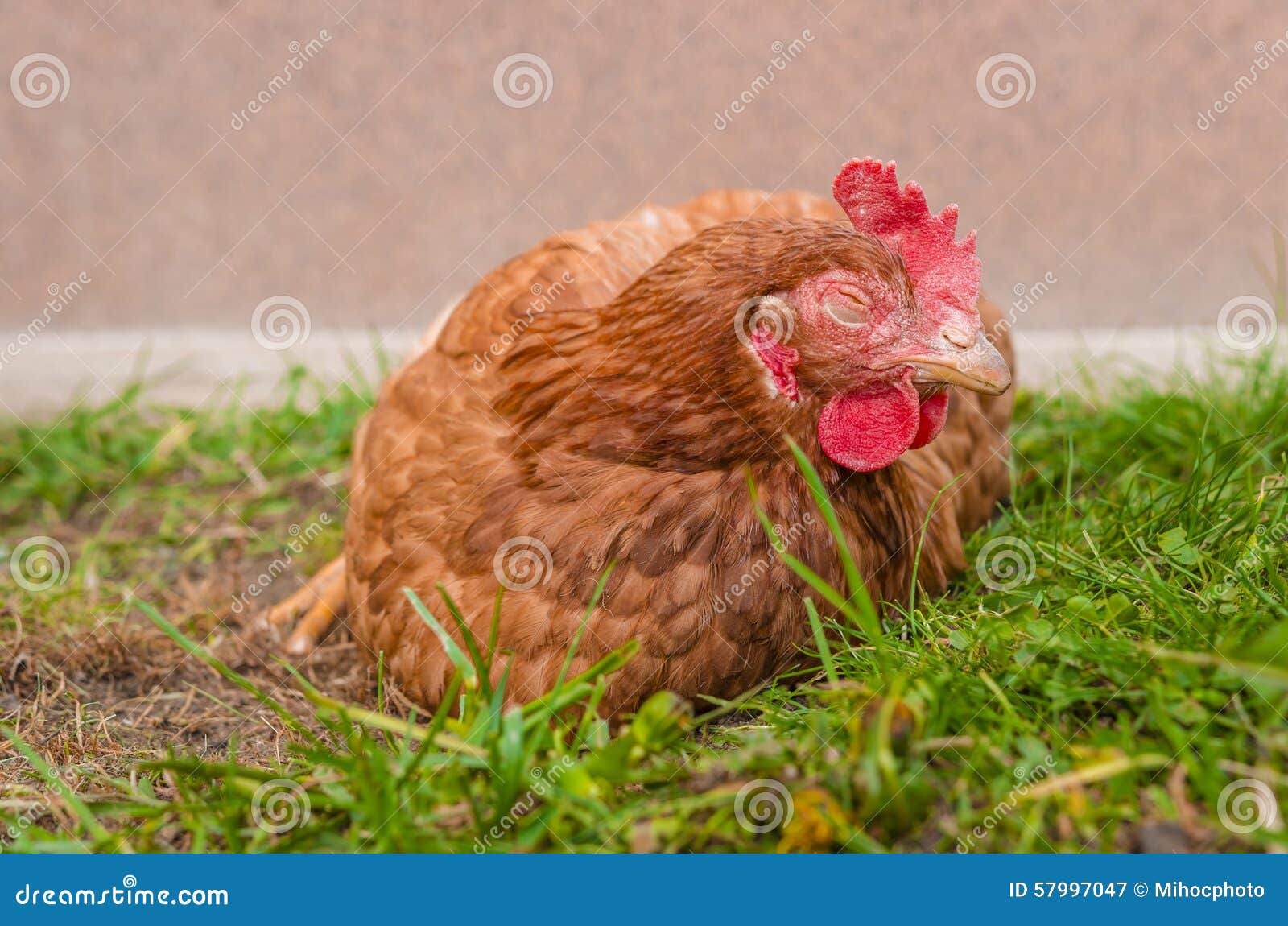 Sleepy Chicken stock image. Image of fowl, animals, country - 57997047