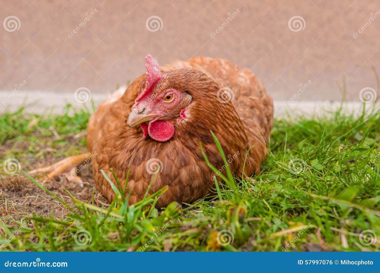 Sleepy Chicken stock photo. Image of animal, agriculture - 57997076
