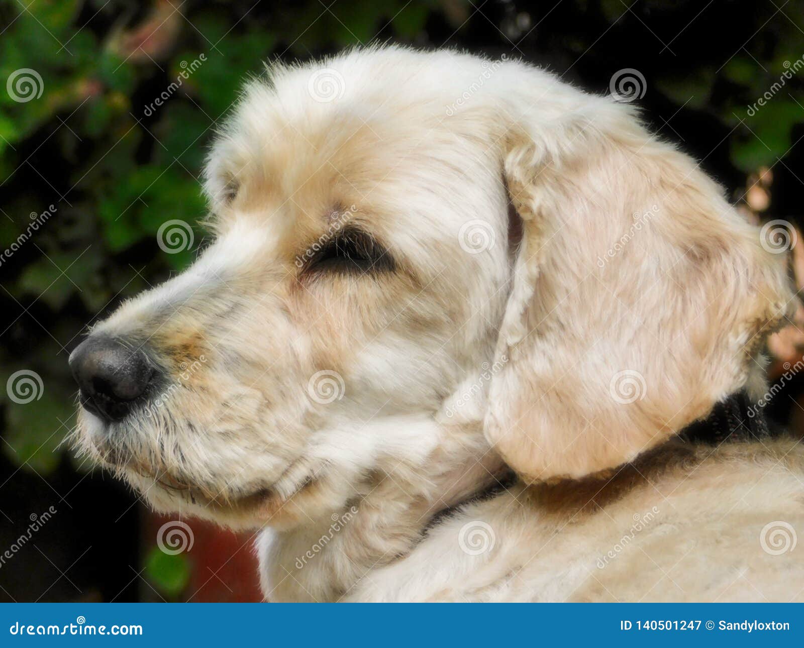 Sleepy Cockapoo stock image. Image of gardens, friendly - 140501247