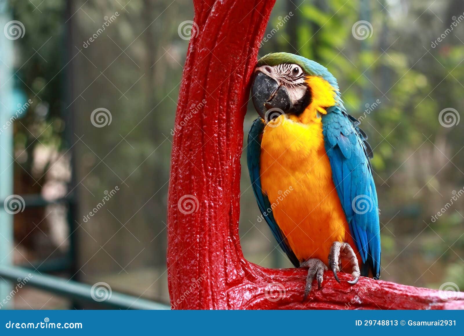 Sleepy parrot stock image. Image of colored, bight, beak - 29748813