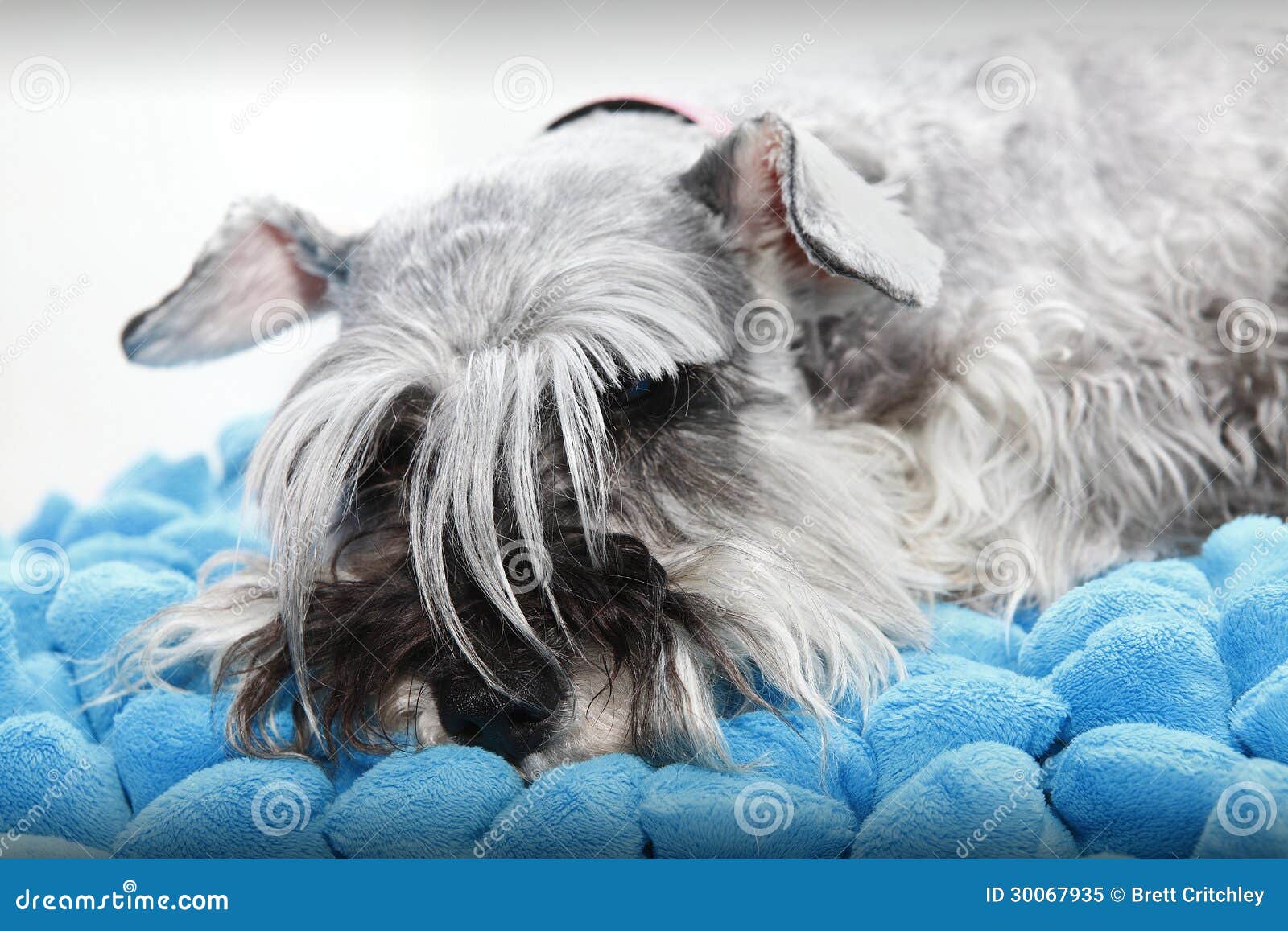 Sleepy comfy dog stock image. Image of blue, rest, schnauzer - 30067935
