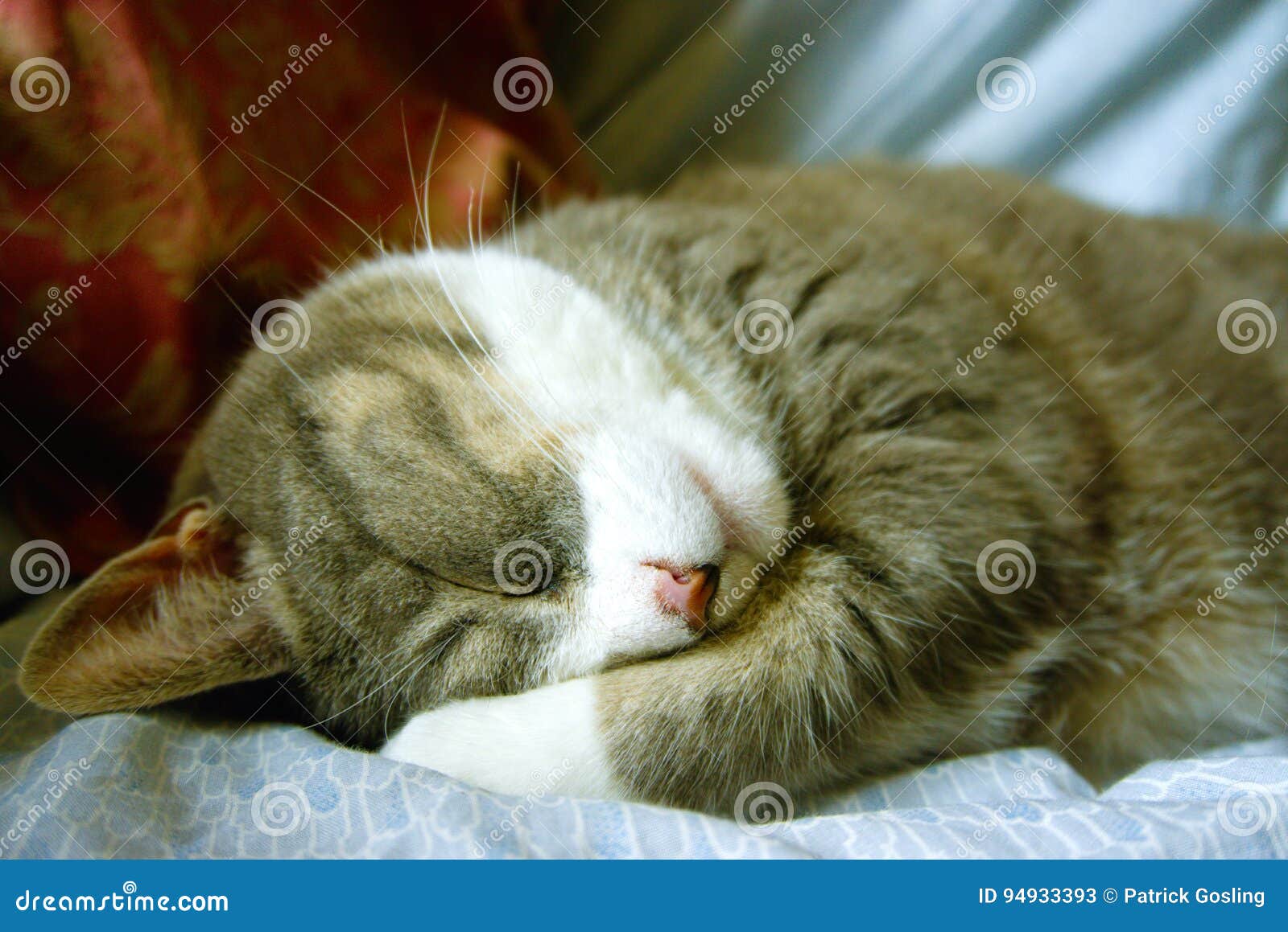 Sleeping content cat. stock image. Image of animal, closeup - 94933393
