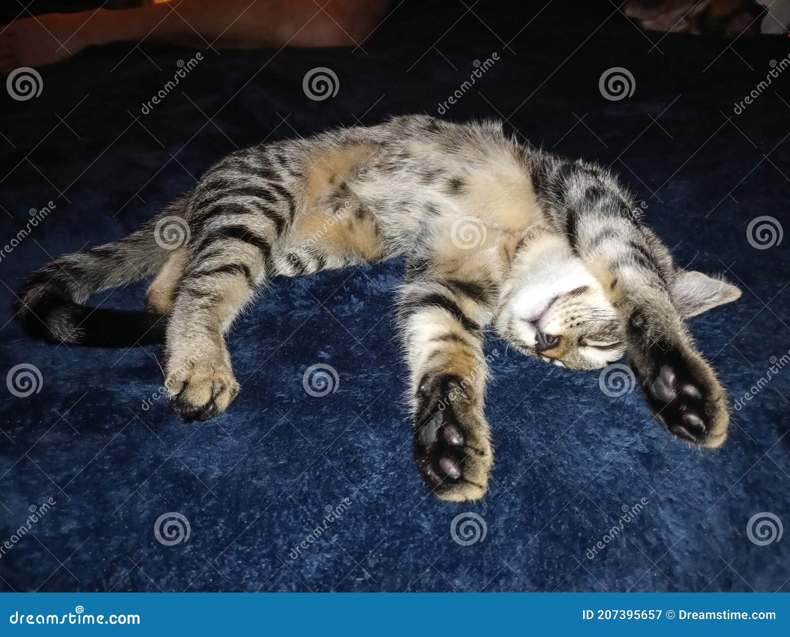 Sleepy Cute cuddly kitty stock image. Image of sleepy - 207395657