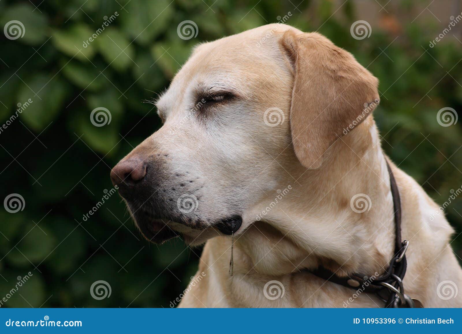 Sleepy dog stock photo. Image of carnivorous, expression - 10953396