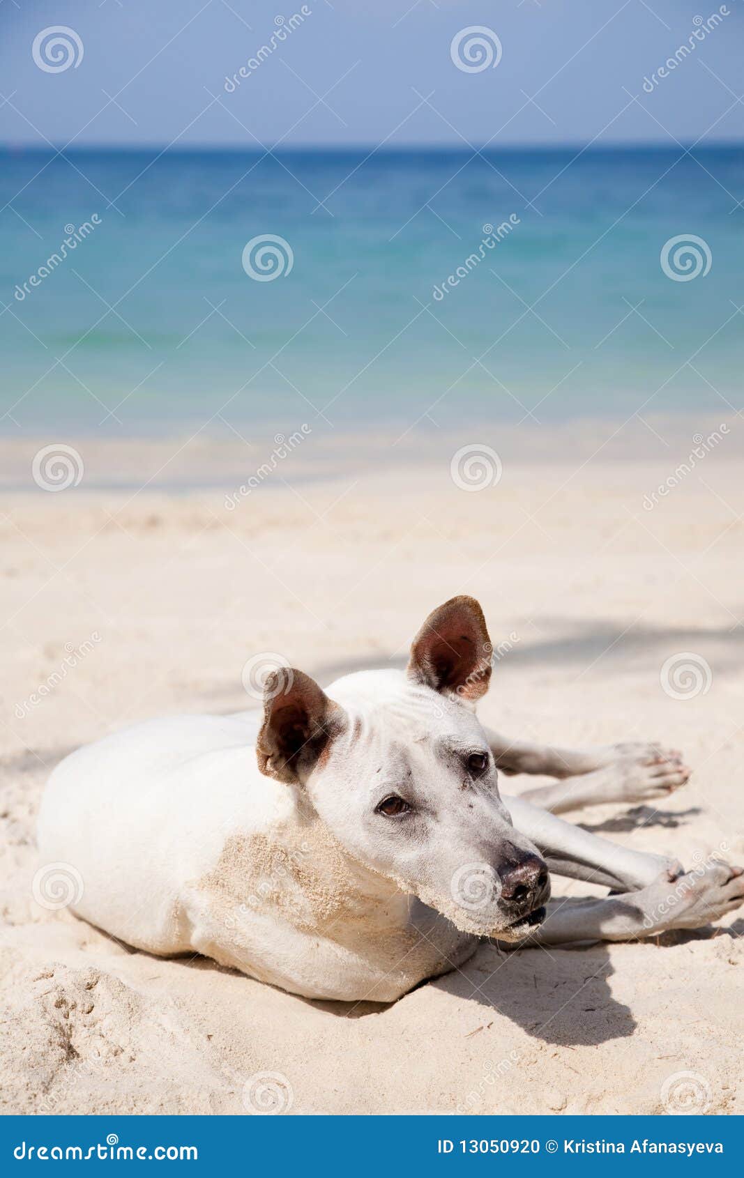 Sleepy Dog stock photo. Image of sadness, blue, bright - 13050920