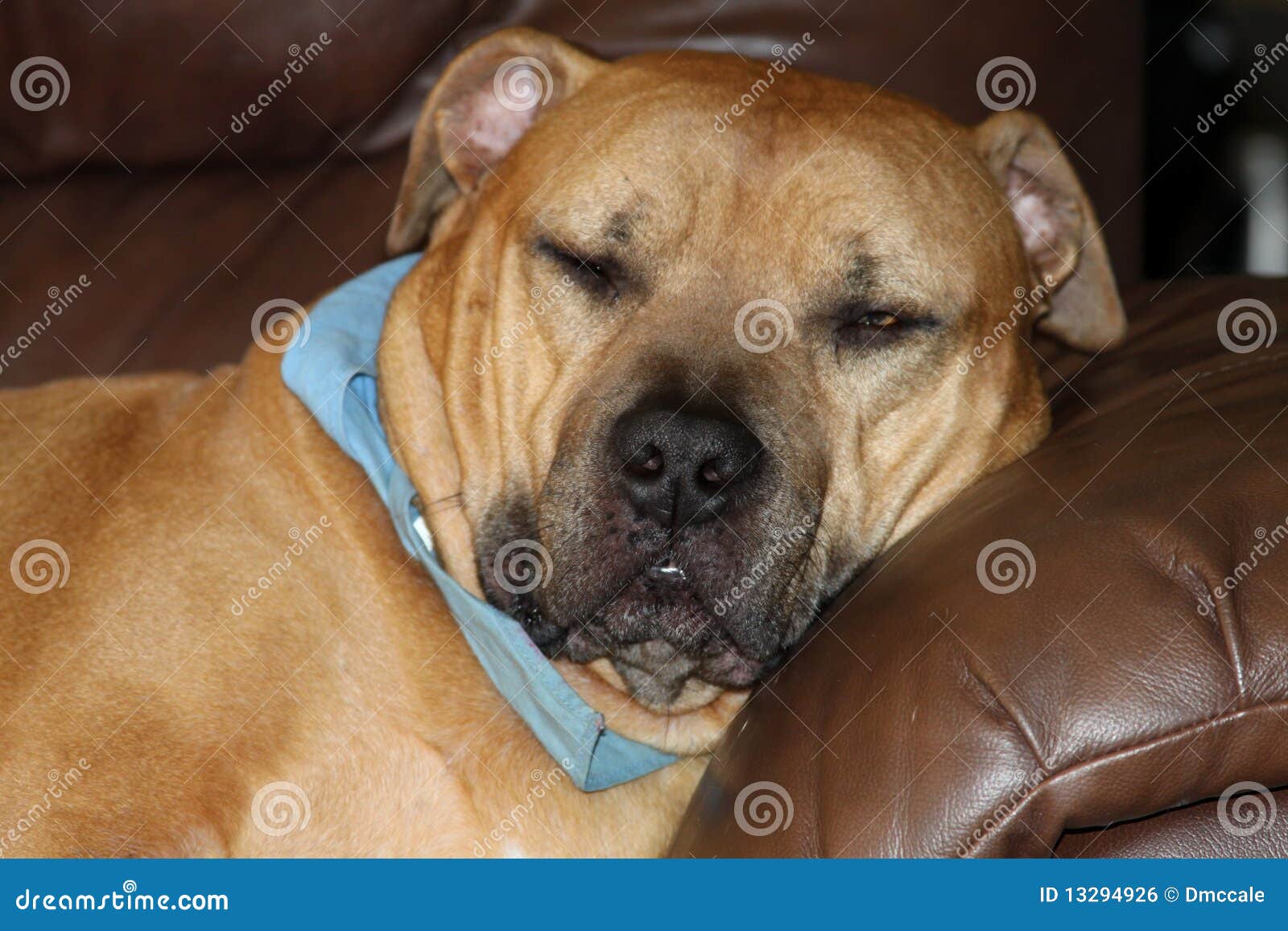 Sleepy dog stock photo. Image of lazy, relax, mutt, couch - 13294926