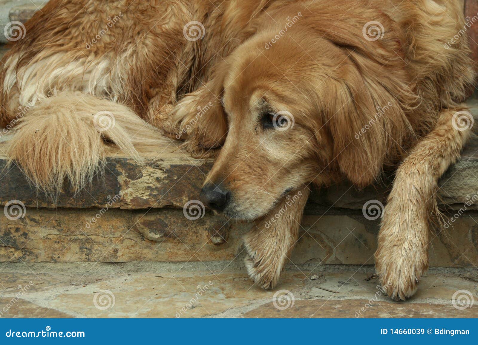 Sleepy Dog stock image. Image of pedigree, labrador, eyes - 14660039