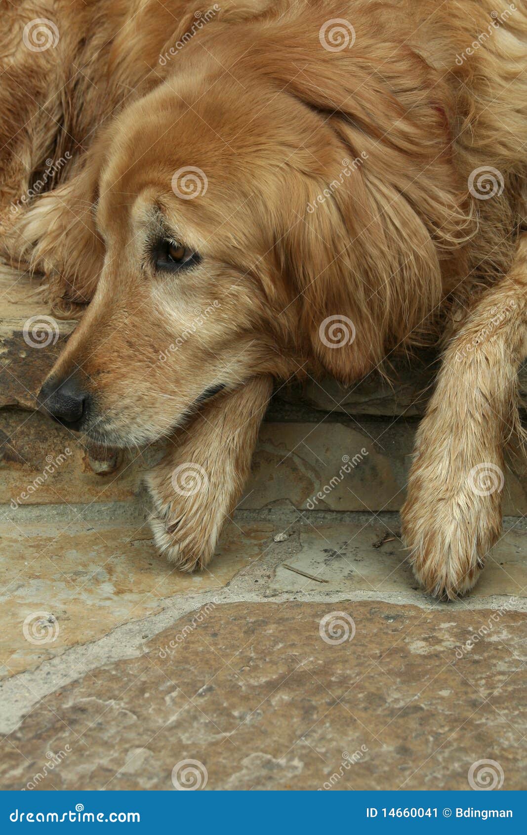 Sleepy Dog stock image. Image of closeup, ears, cute - 14660041