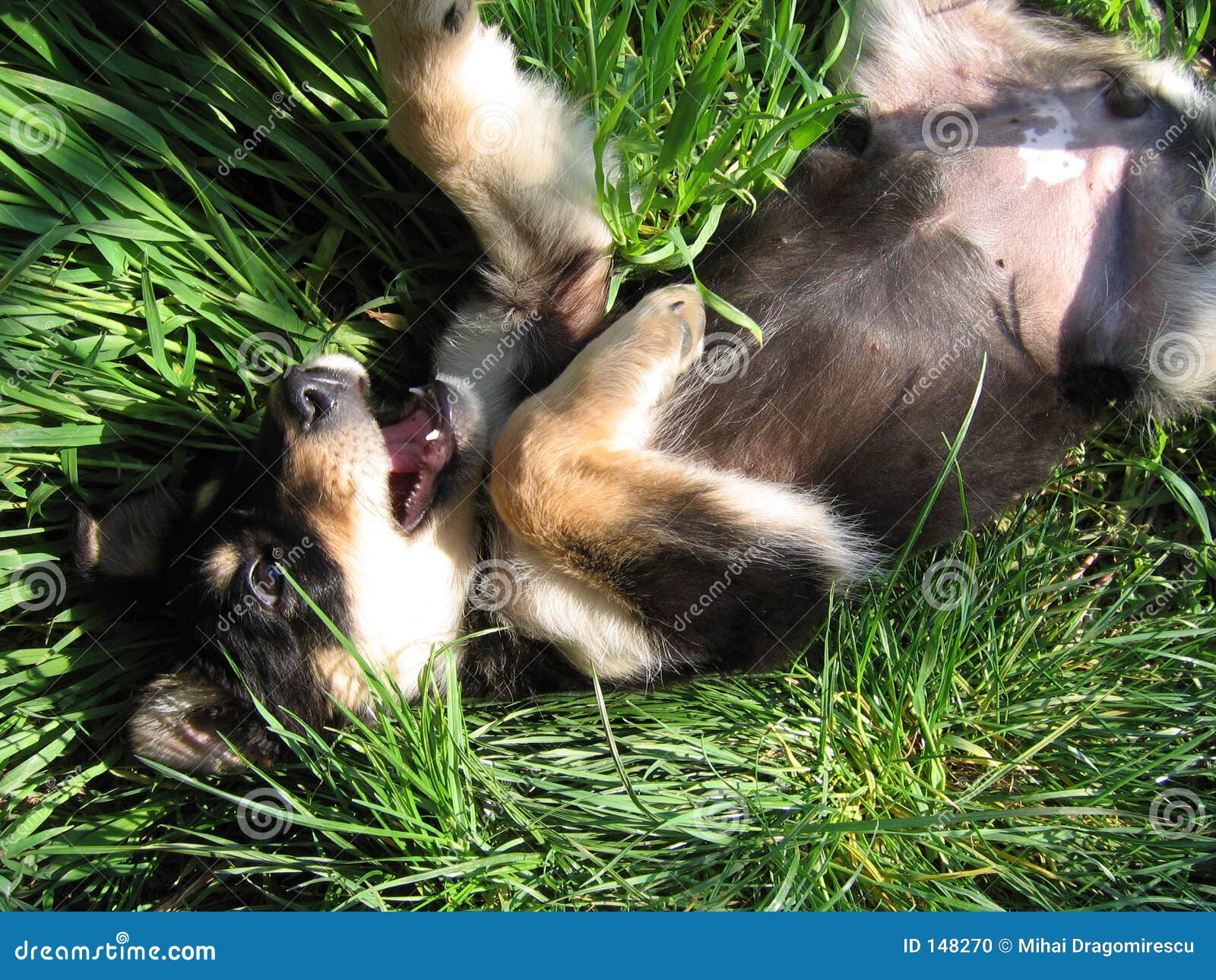 Sleepy Dog Picture. Image: 148270