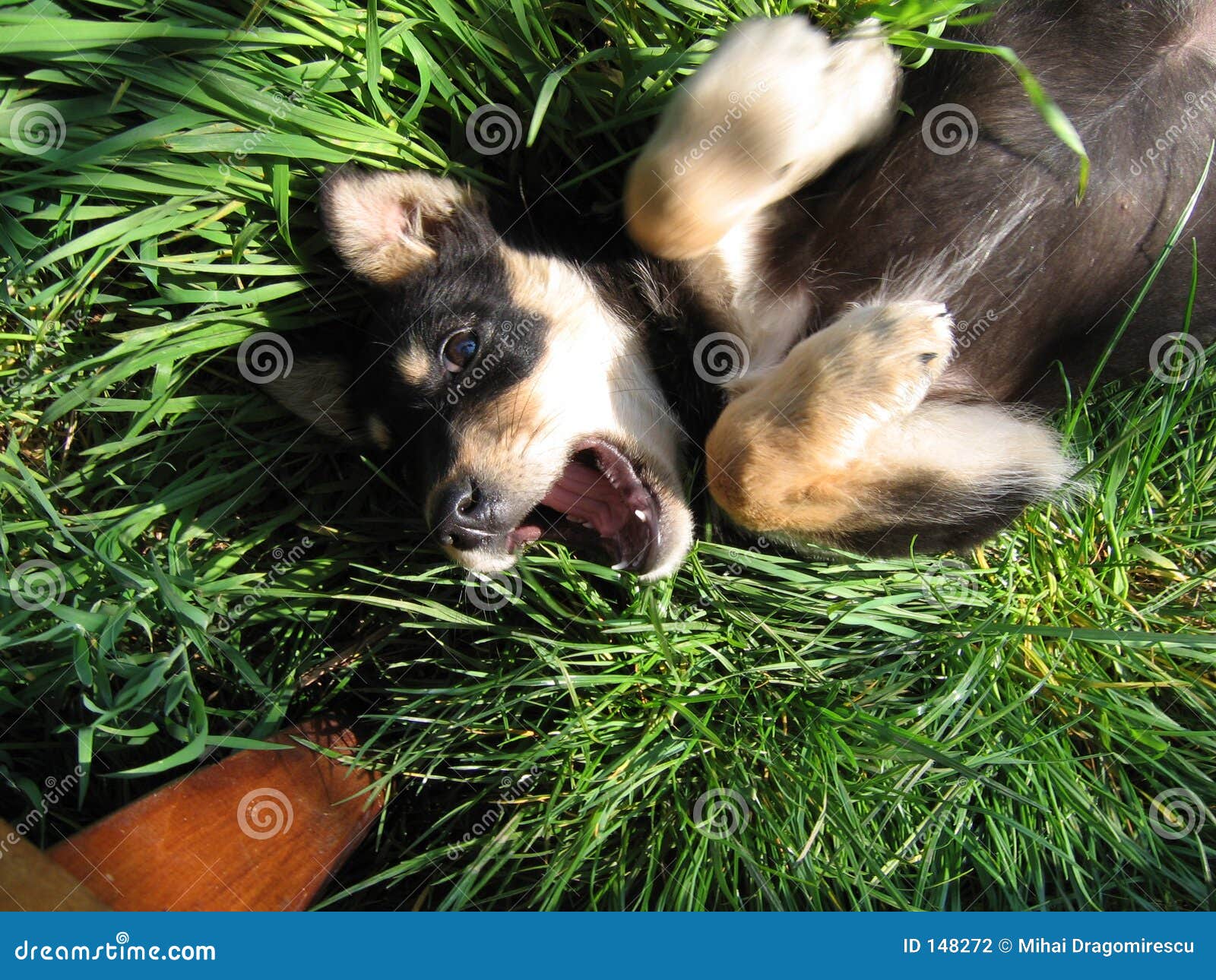 Sleepy Dog stock photo. Image of sunset, green, pets, canon - 148272