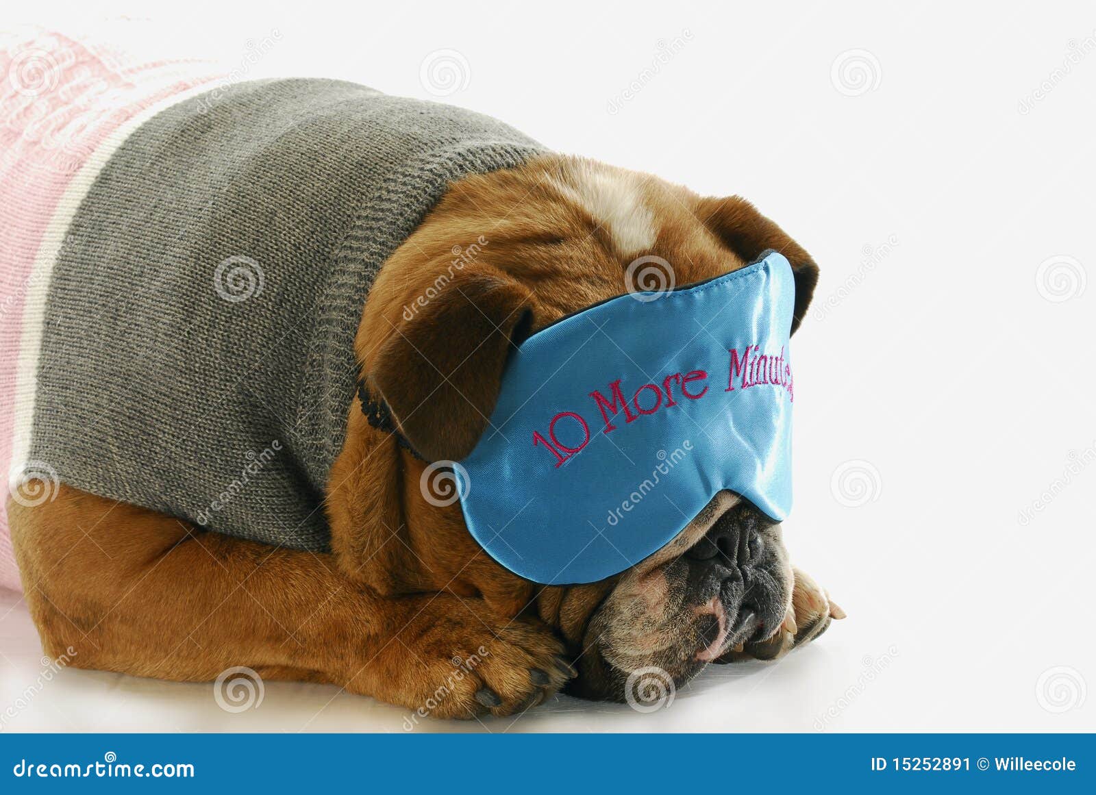 Sleepy Dog Stock Image - Image: 15252891