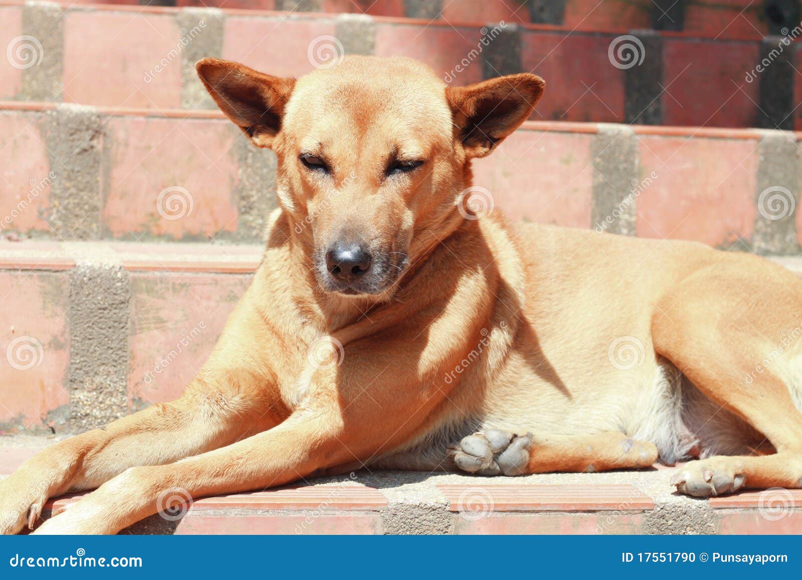 Sleepy dog stock photo. Image of animal, mammal, friendly - 17551790