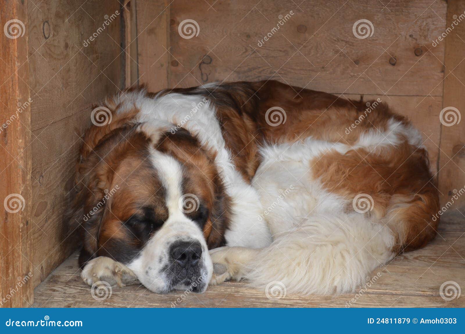 Sleepy dog stock image. Image of isolation, dream, hound - 24811879