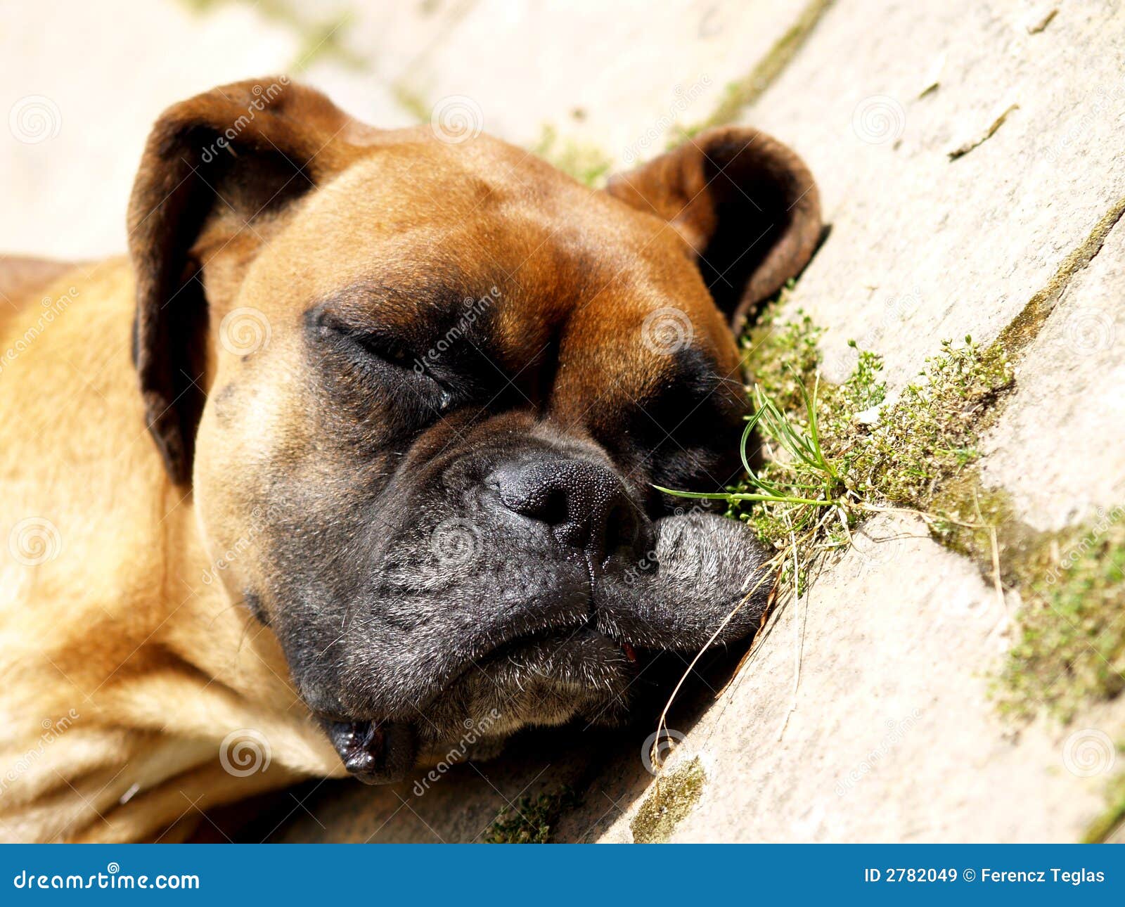 Sleepy Dog Picture. Image: 2782049