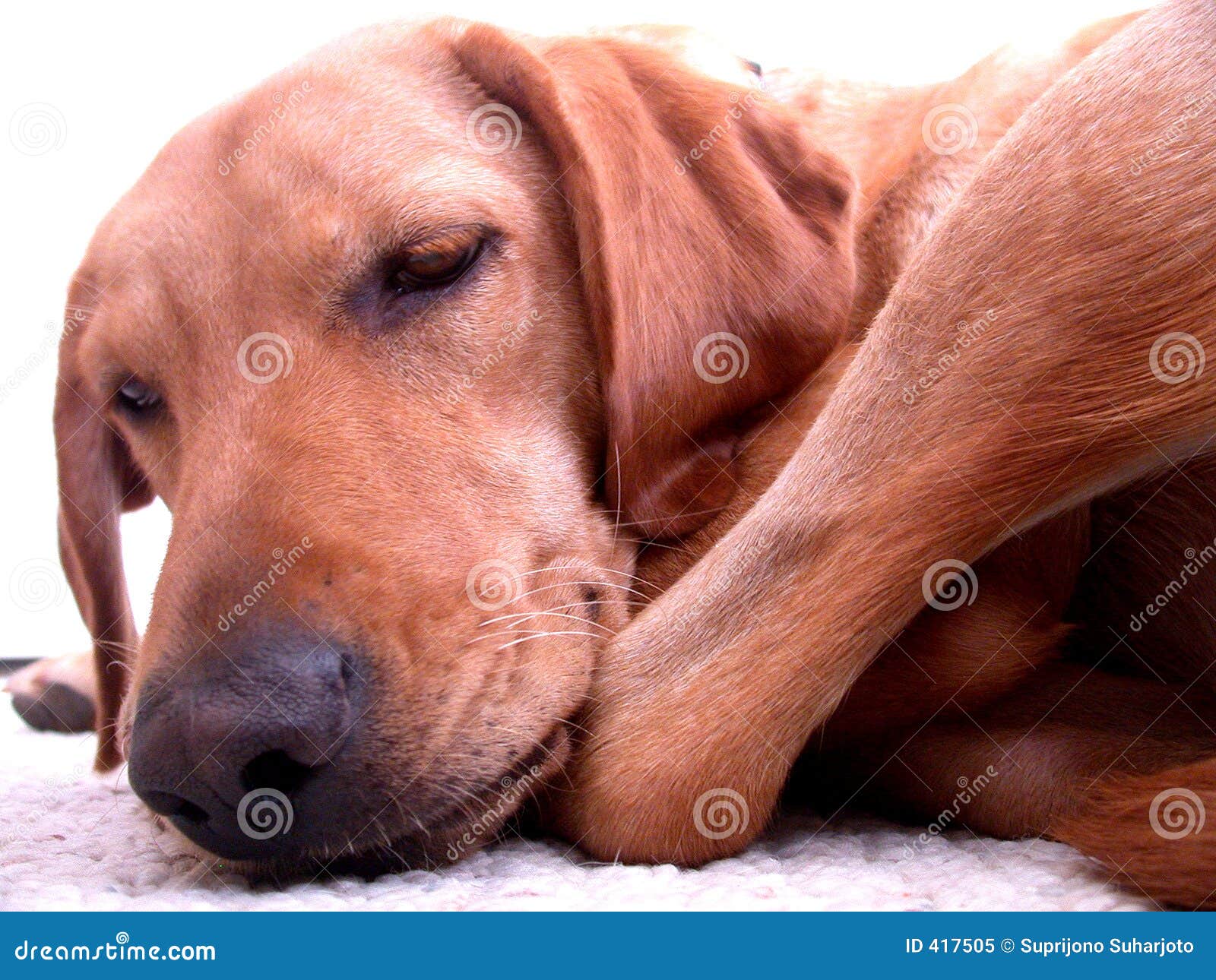 Sleepy dog stock image. Image of thinking, lonely, sleep - 417505